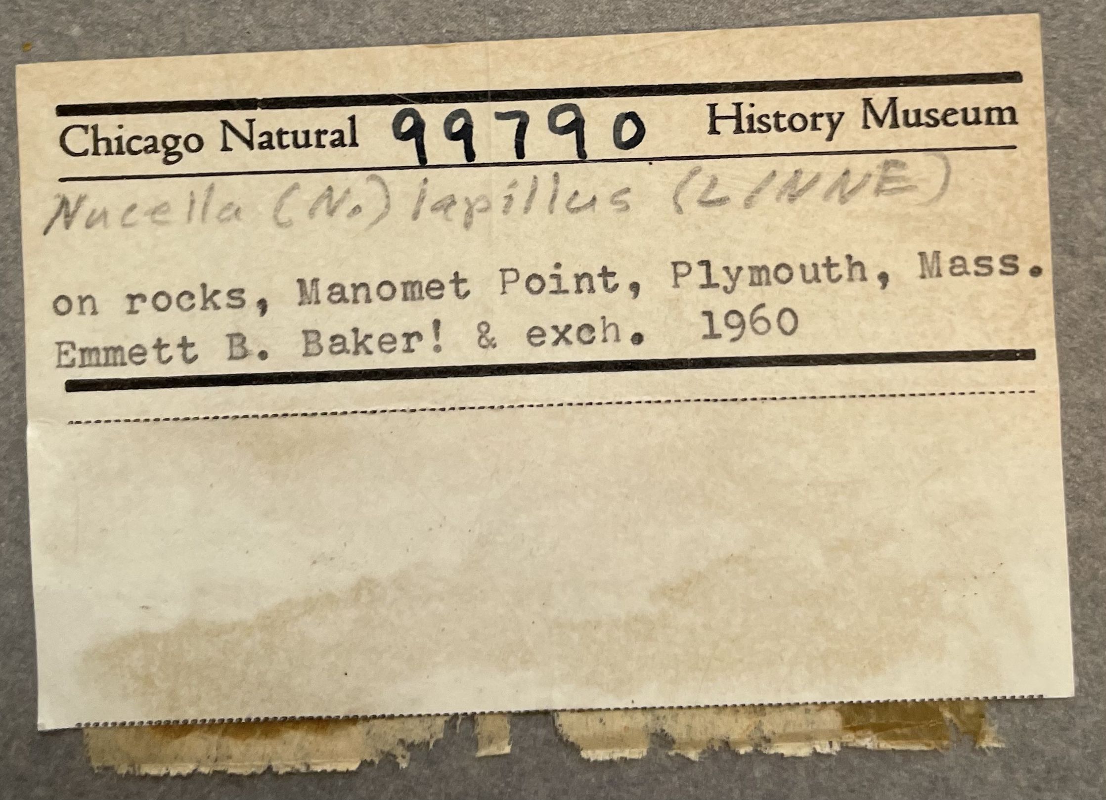 FMNH 99790 | Zoological Collections