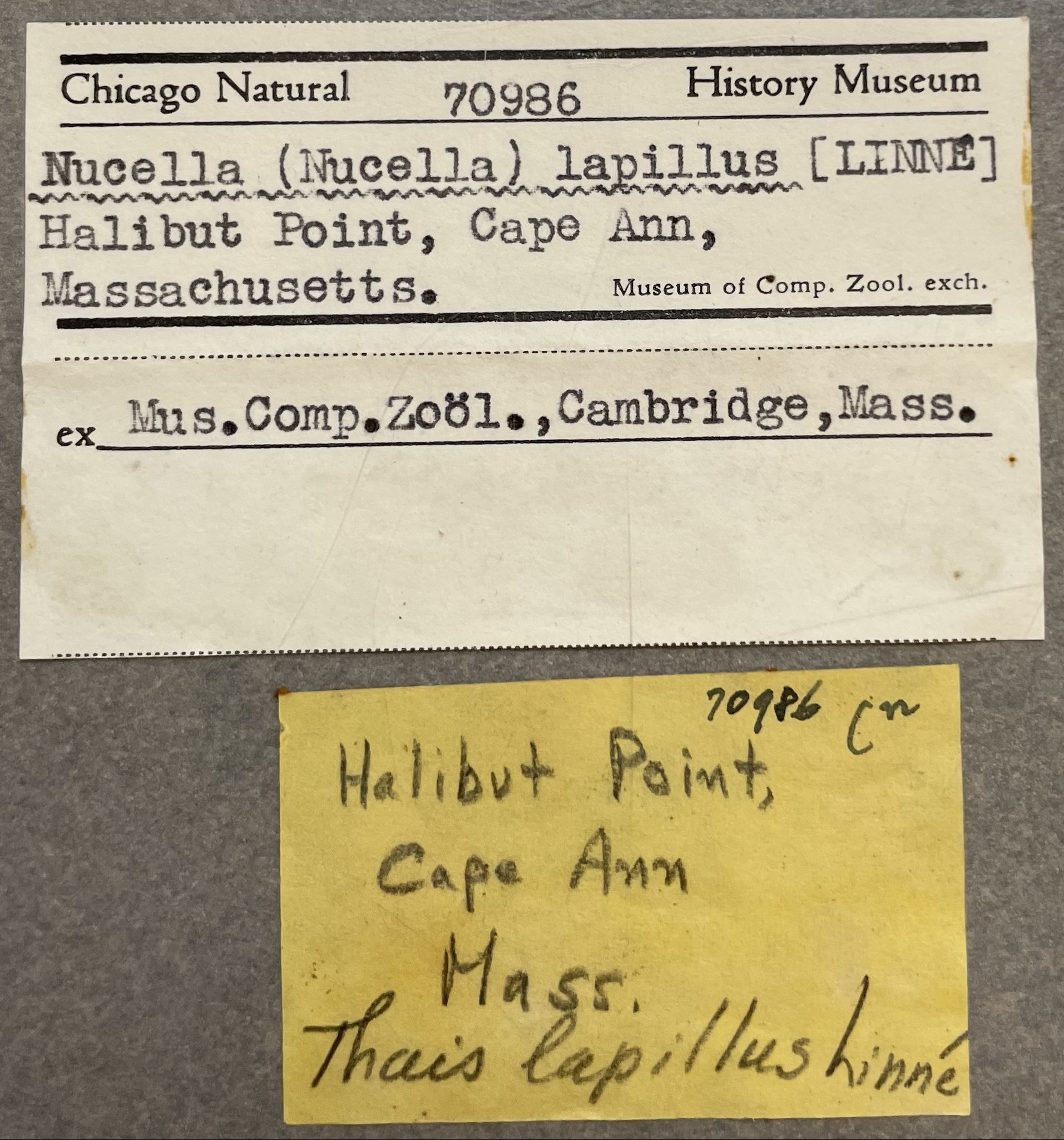 FMNH 70986 | Zoological Collections