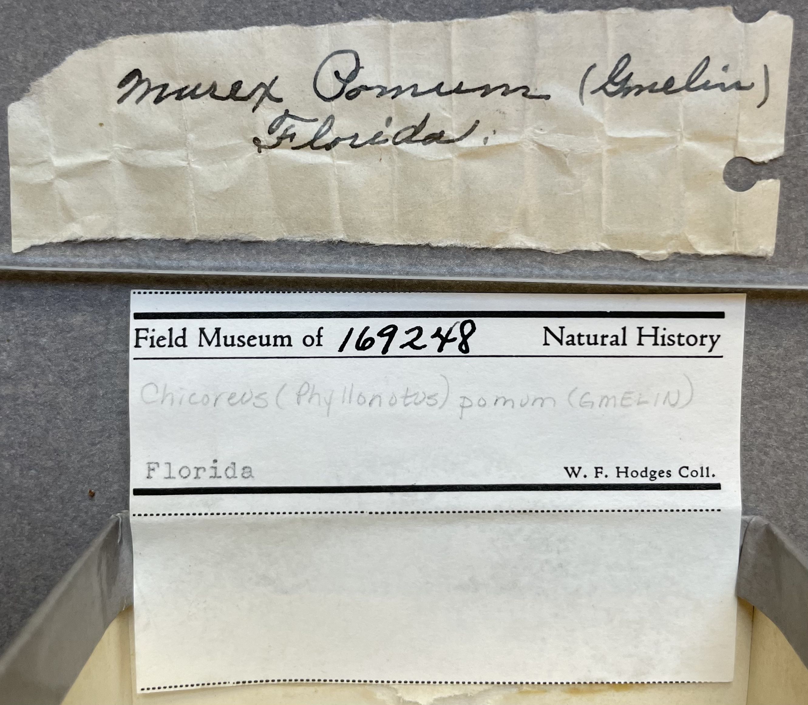 FMNH 169248 | Zoological Collections