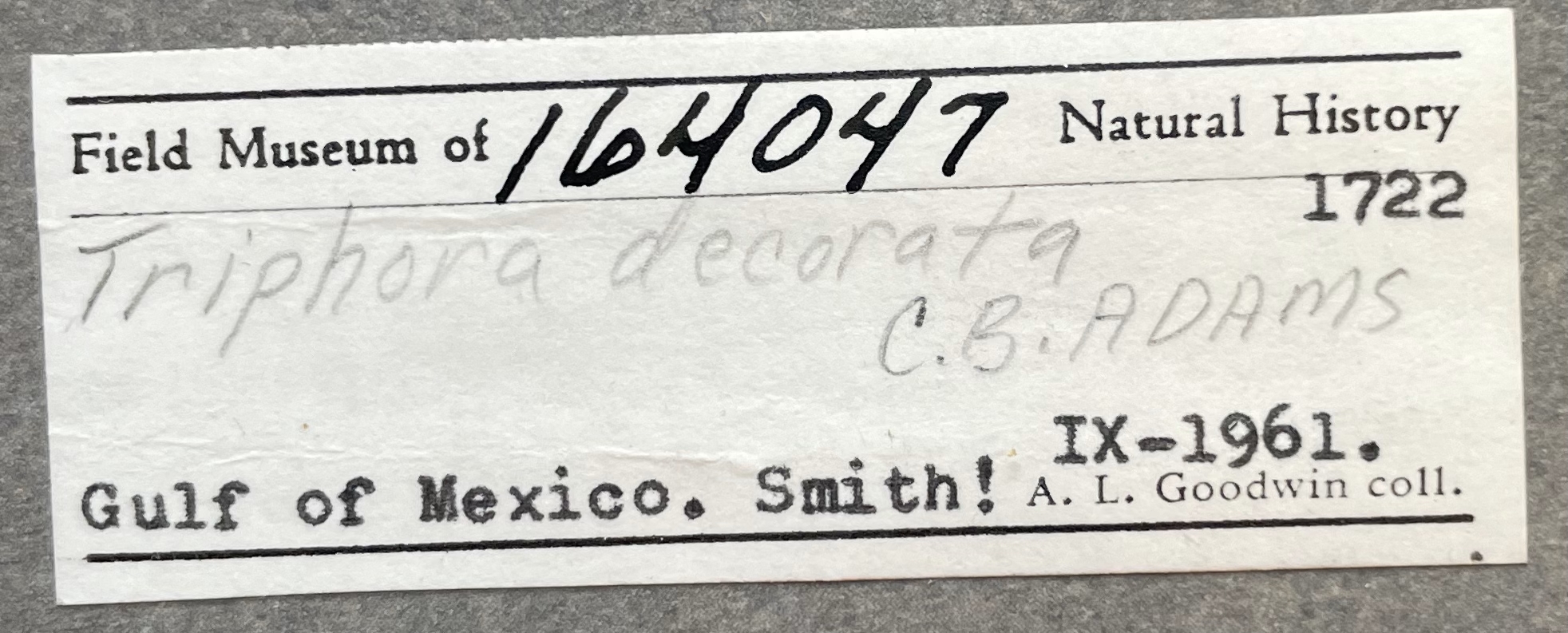 FMNH 164047 | Zoological Collections