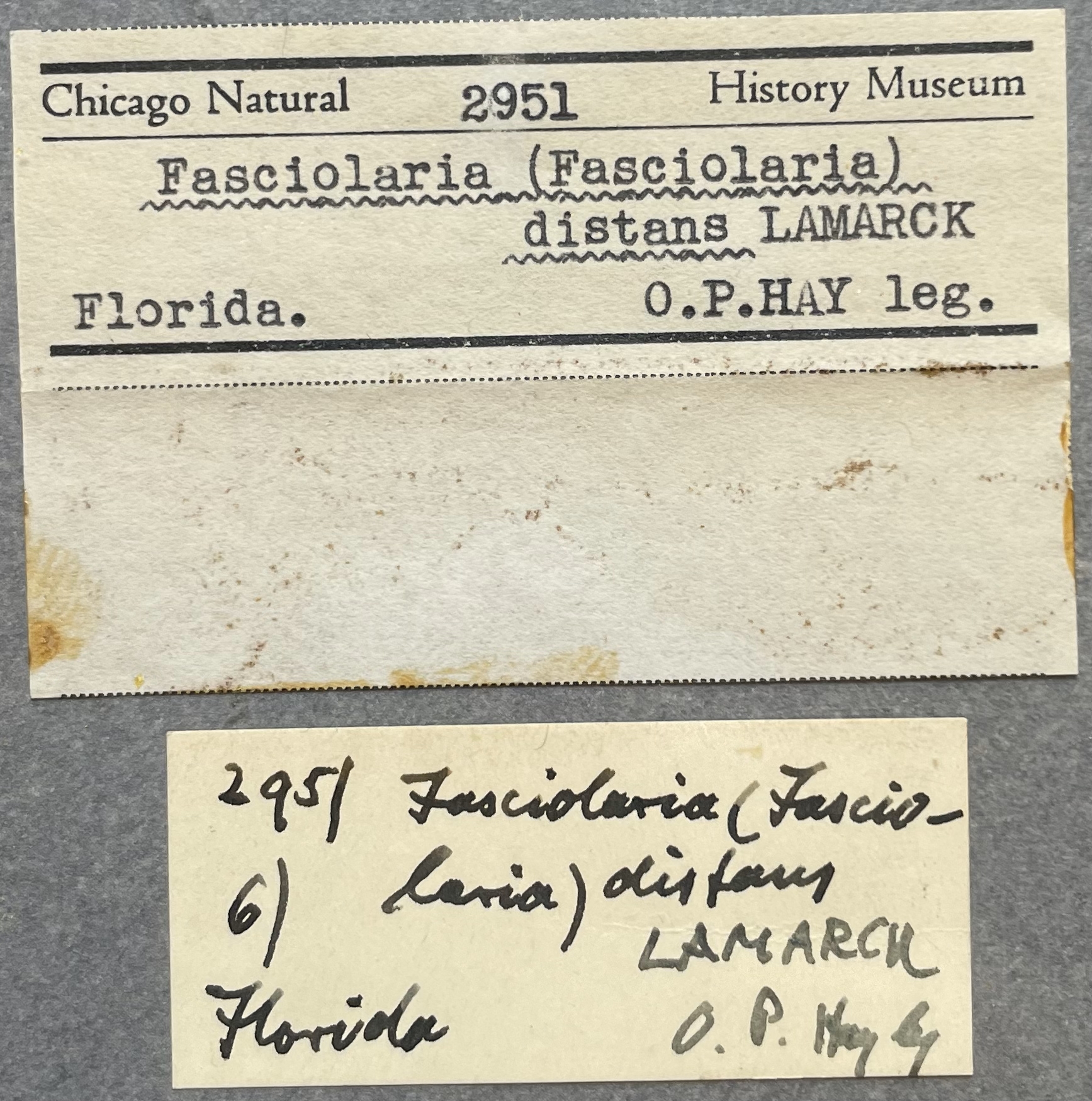 FMNH 2951 | Zoological Collections