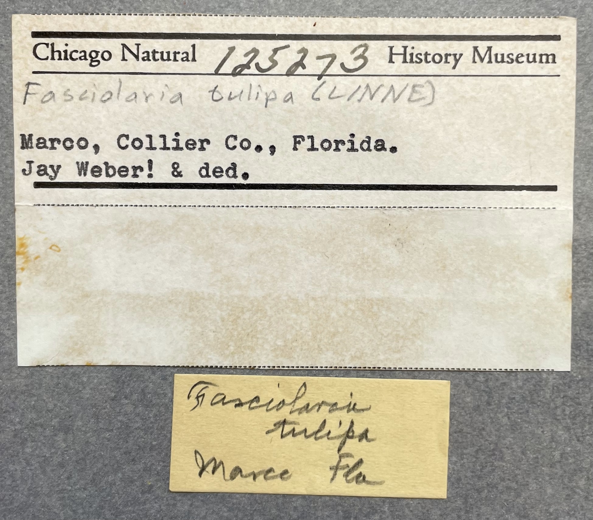 FMNH 125273 | Zoological Collections