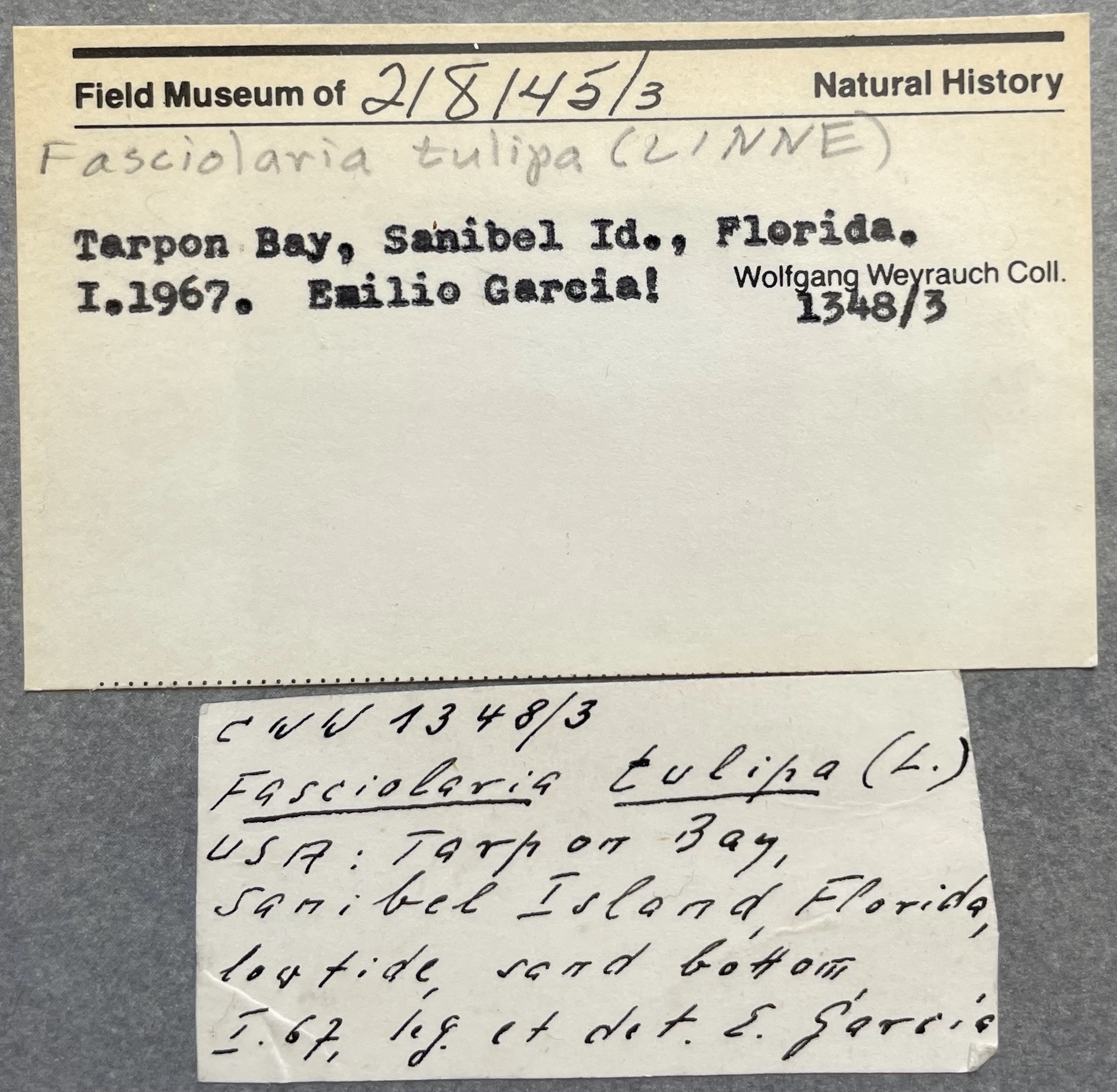 FMNH 218145 | Zoological Collections