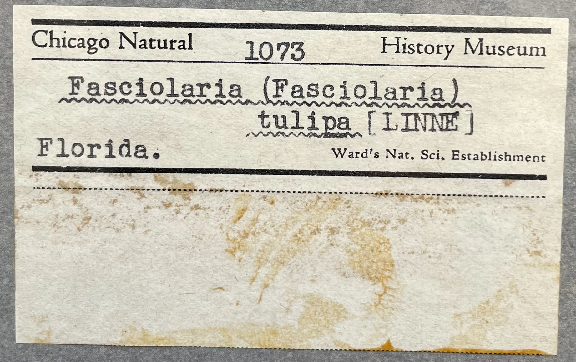 FMNH 1073 | Zoological Collections