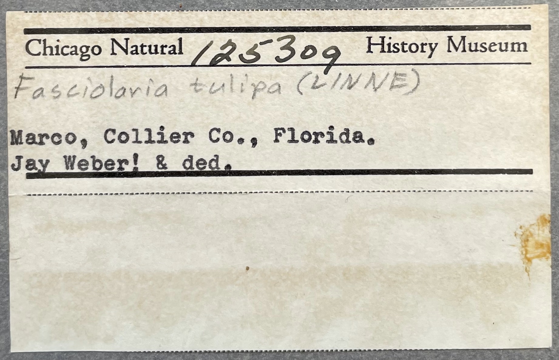 FMNH 125309 | Zoological Collections