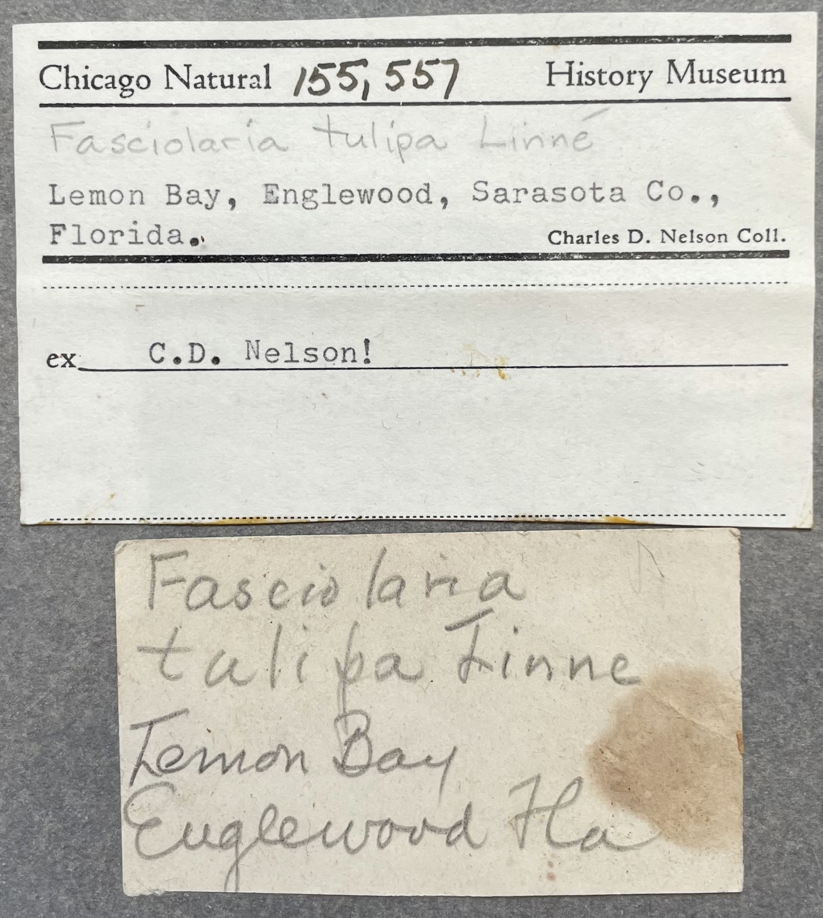 FMNH 155557 | Zoological Collections