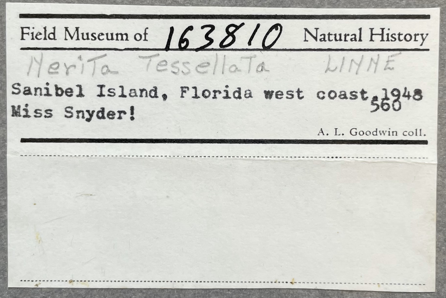 FMNH 163810 | Zoological Collections