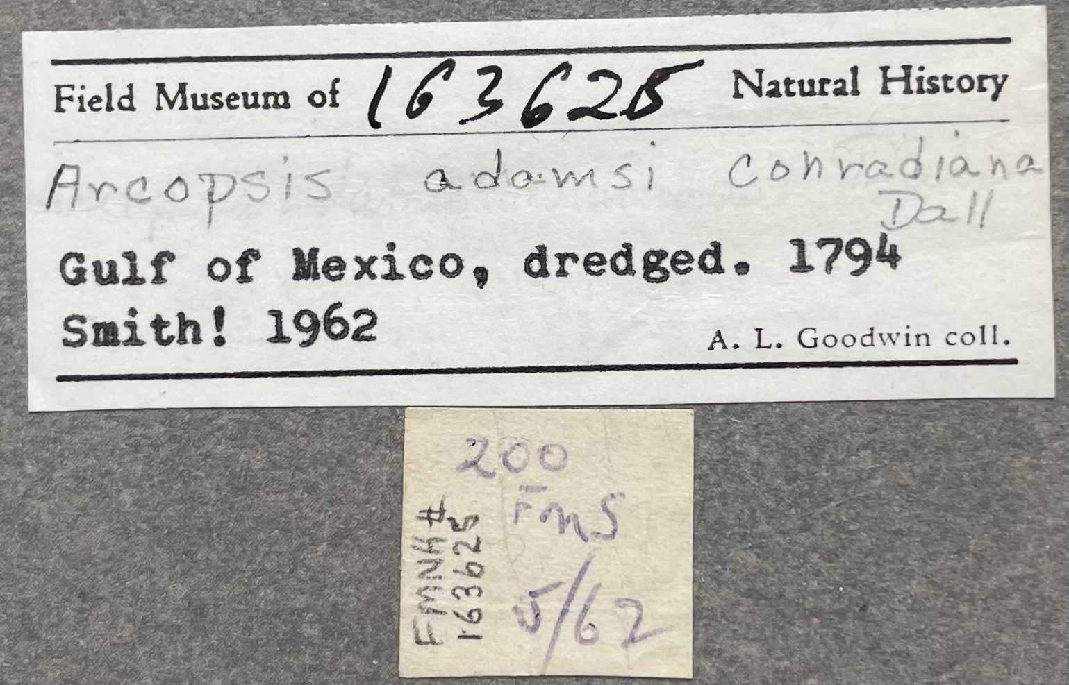 FMNH 163625 | Zoological Collections