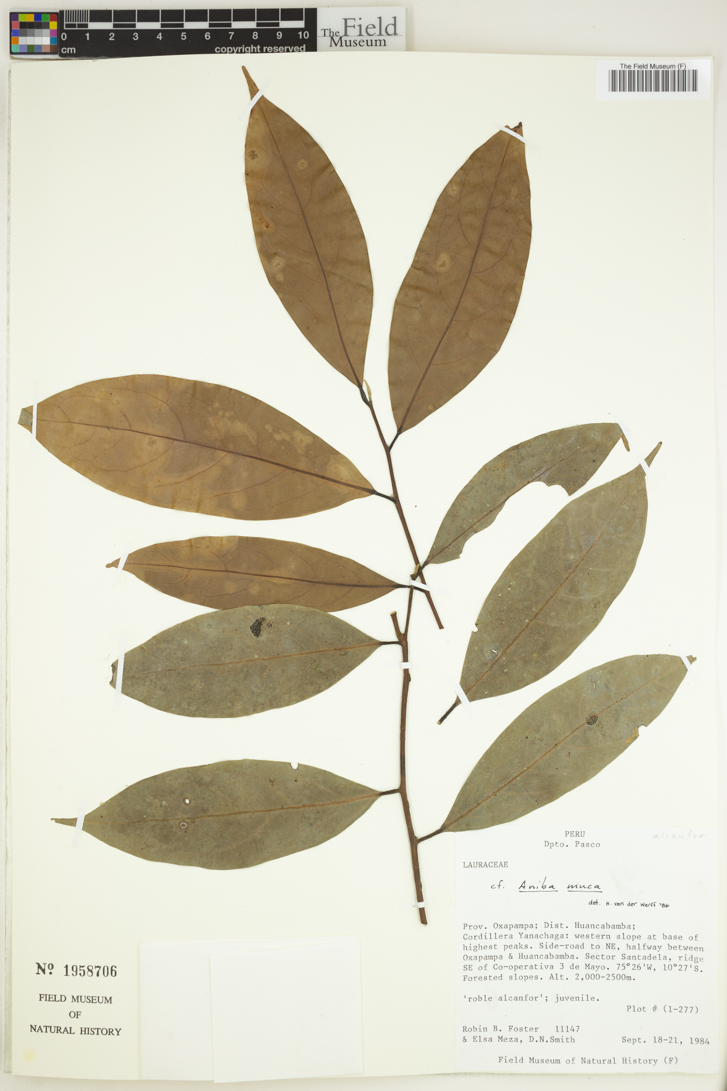 R. B. Foster | Botanical Collections
