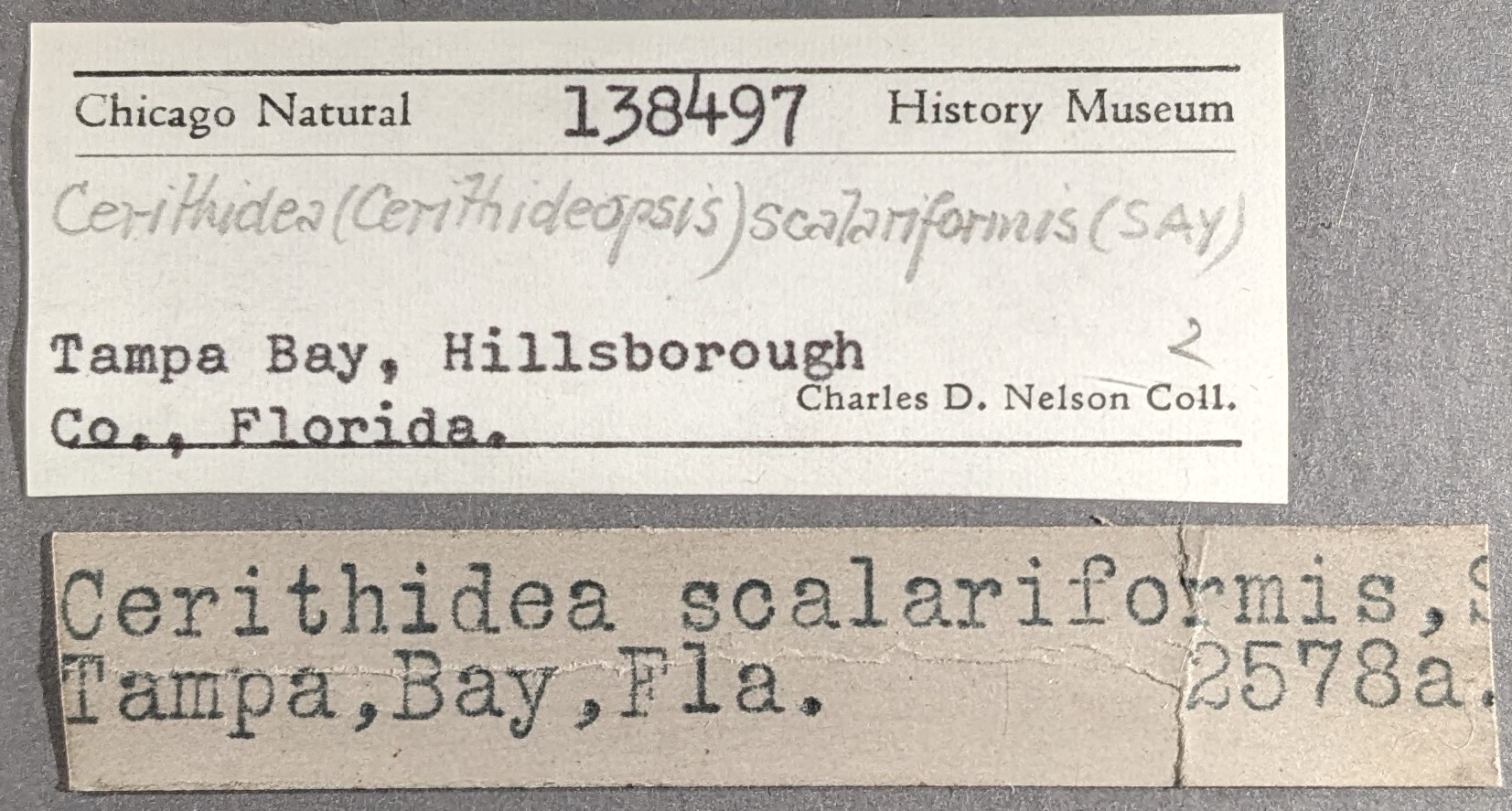 Media | Zoological Collections