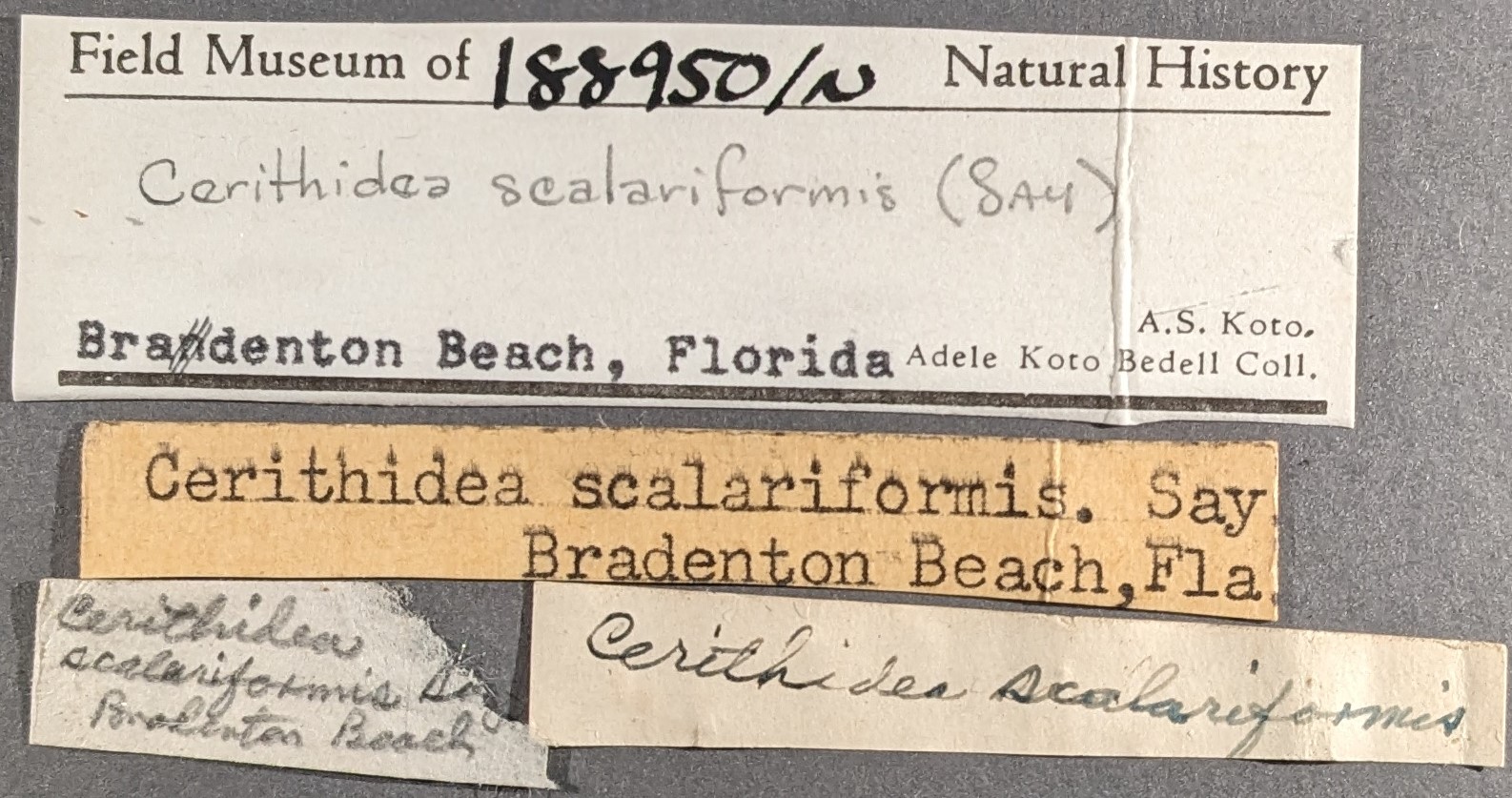 Media | Zoological Collections