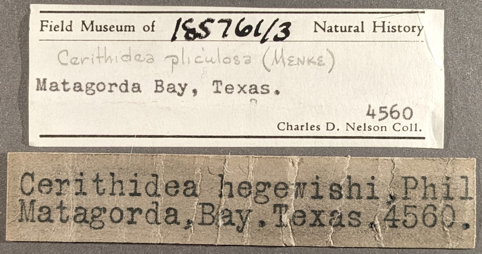 Media | Zoological Collections