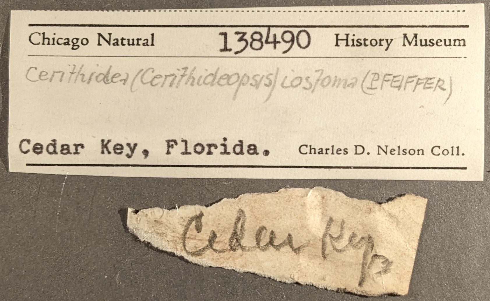 Media | Zoological Collections