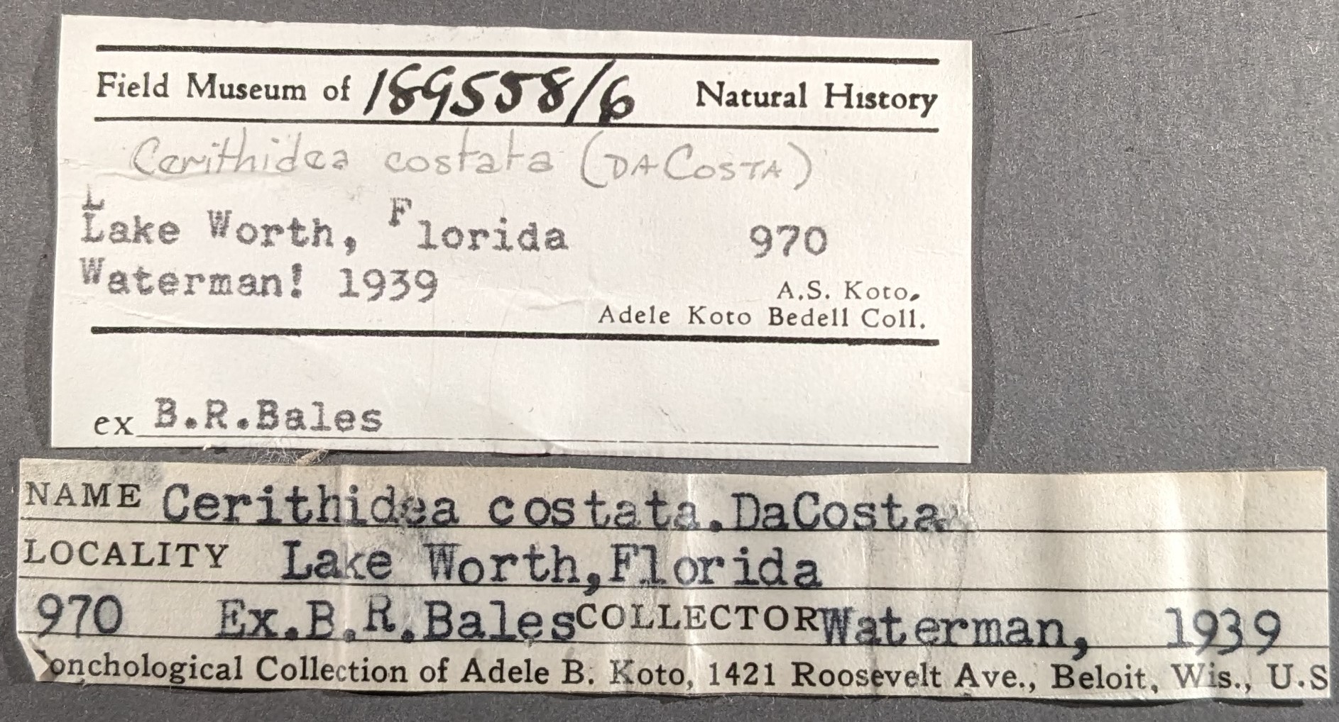 Media | Zoological Collections