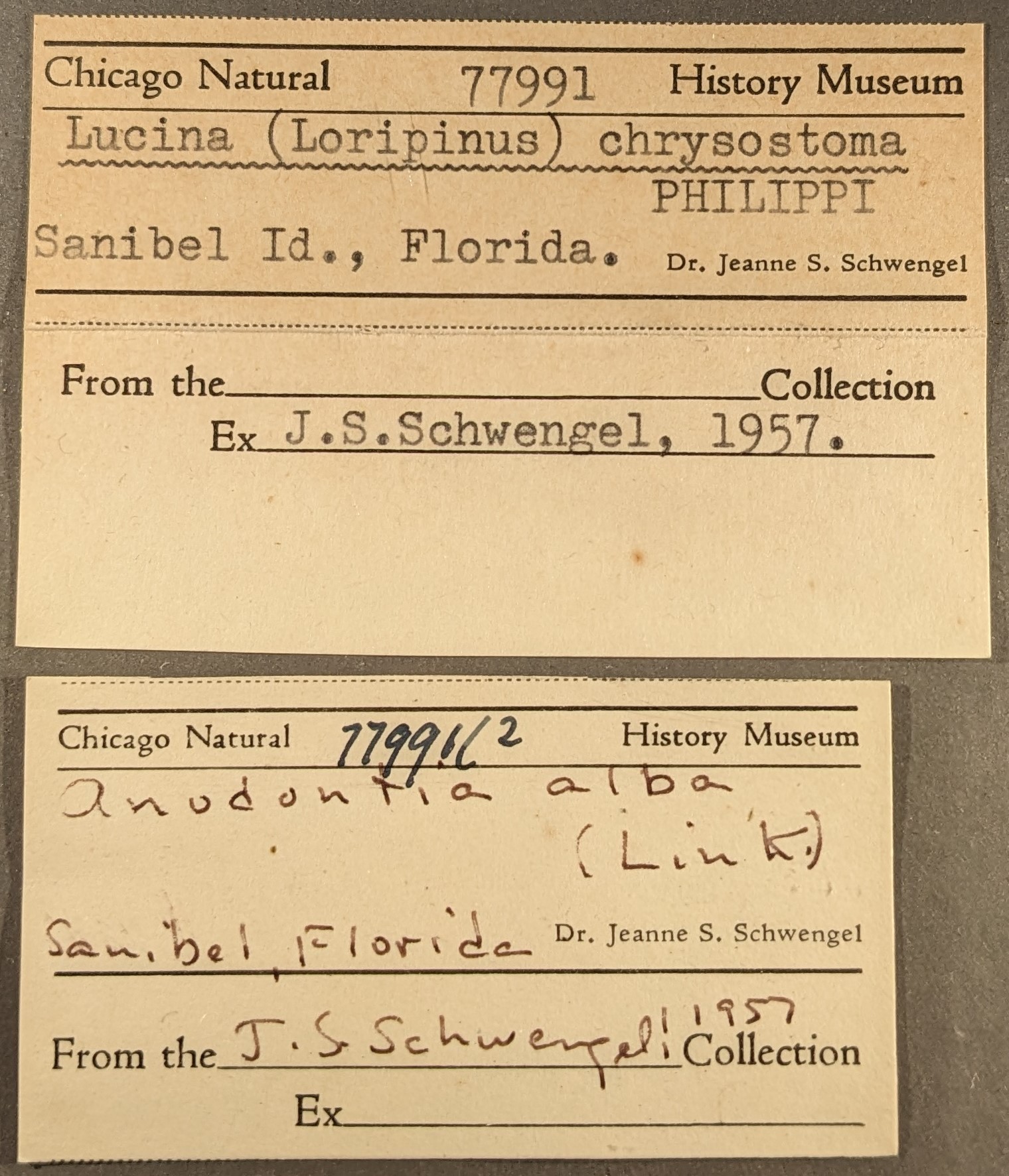 FMNH 77991 | Zoological Collections