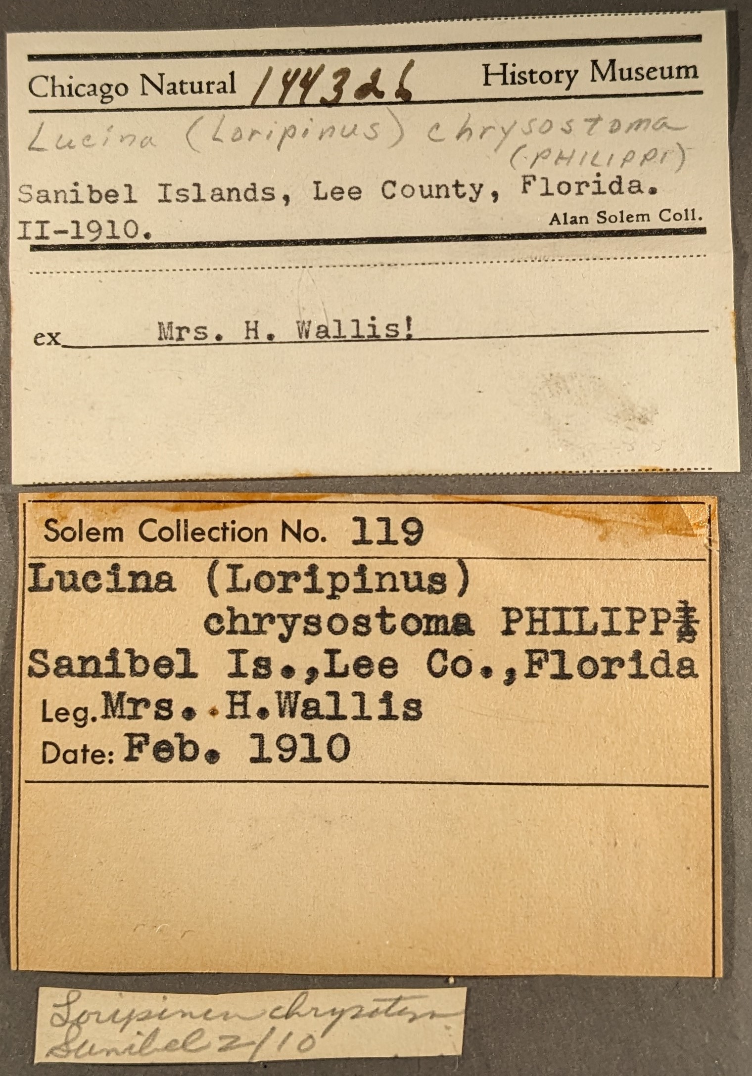 FMNH 144326 | Zoological Collections