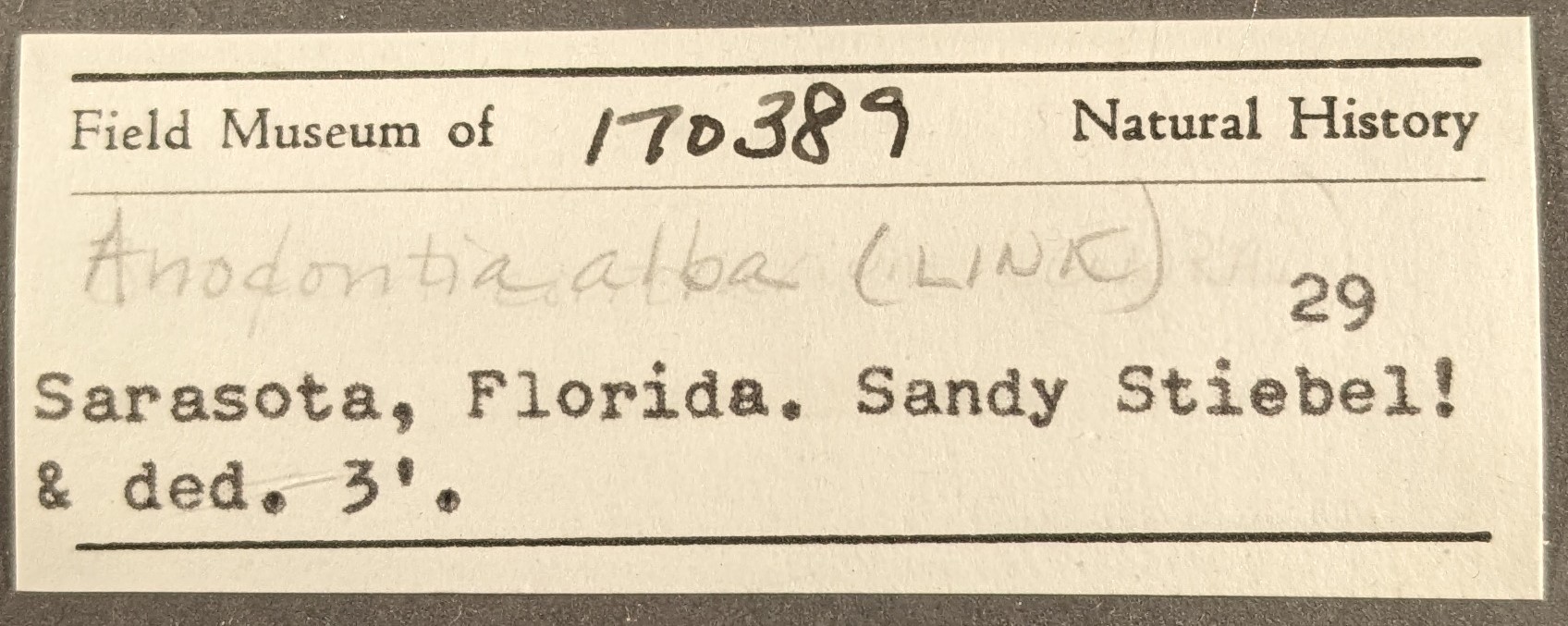 FMNH 170389 | Zoological Collections