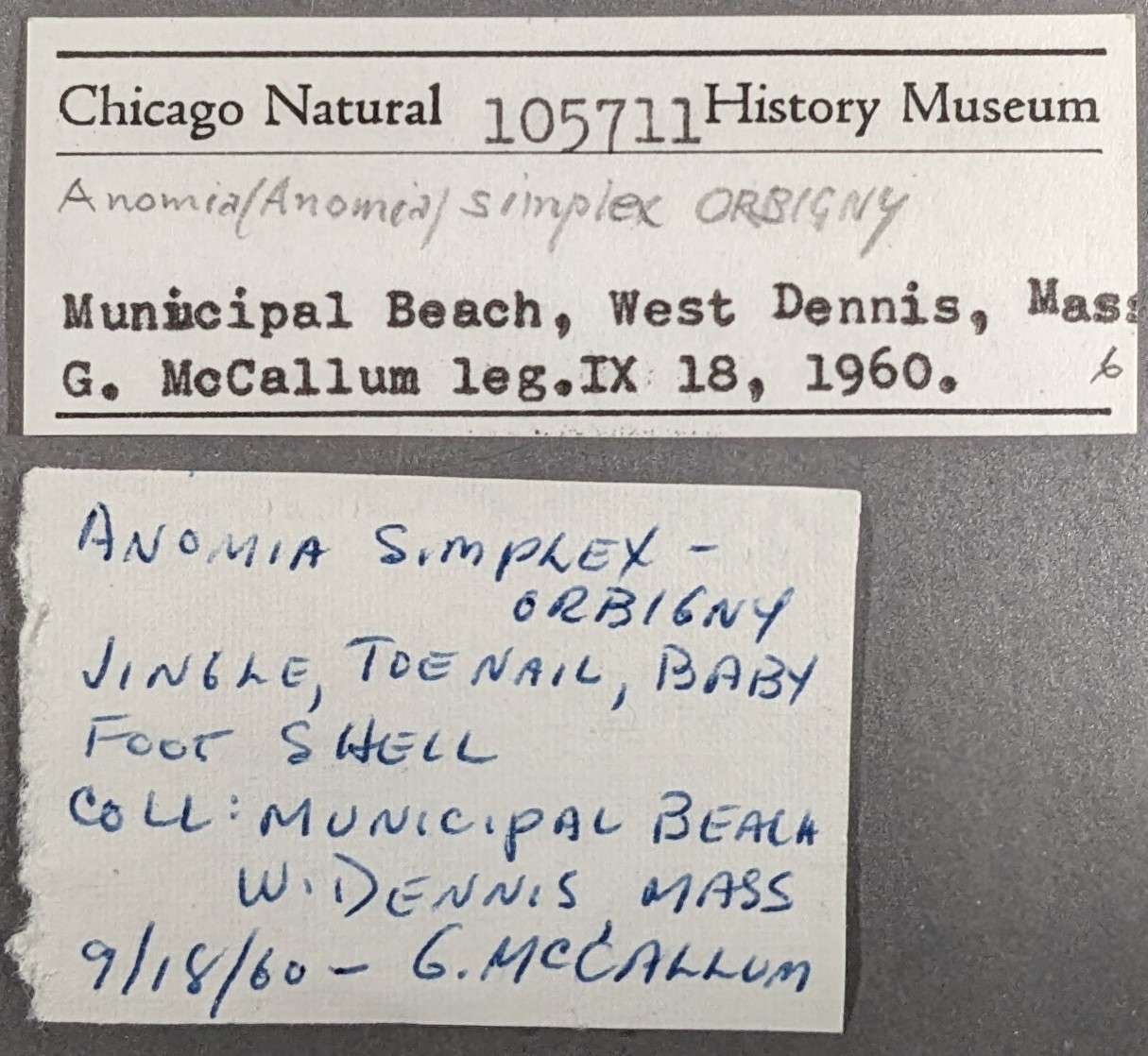 FMNH 105711 | Zoological Collections