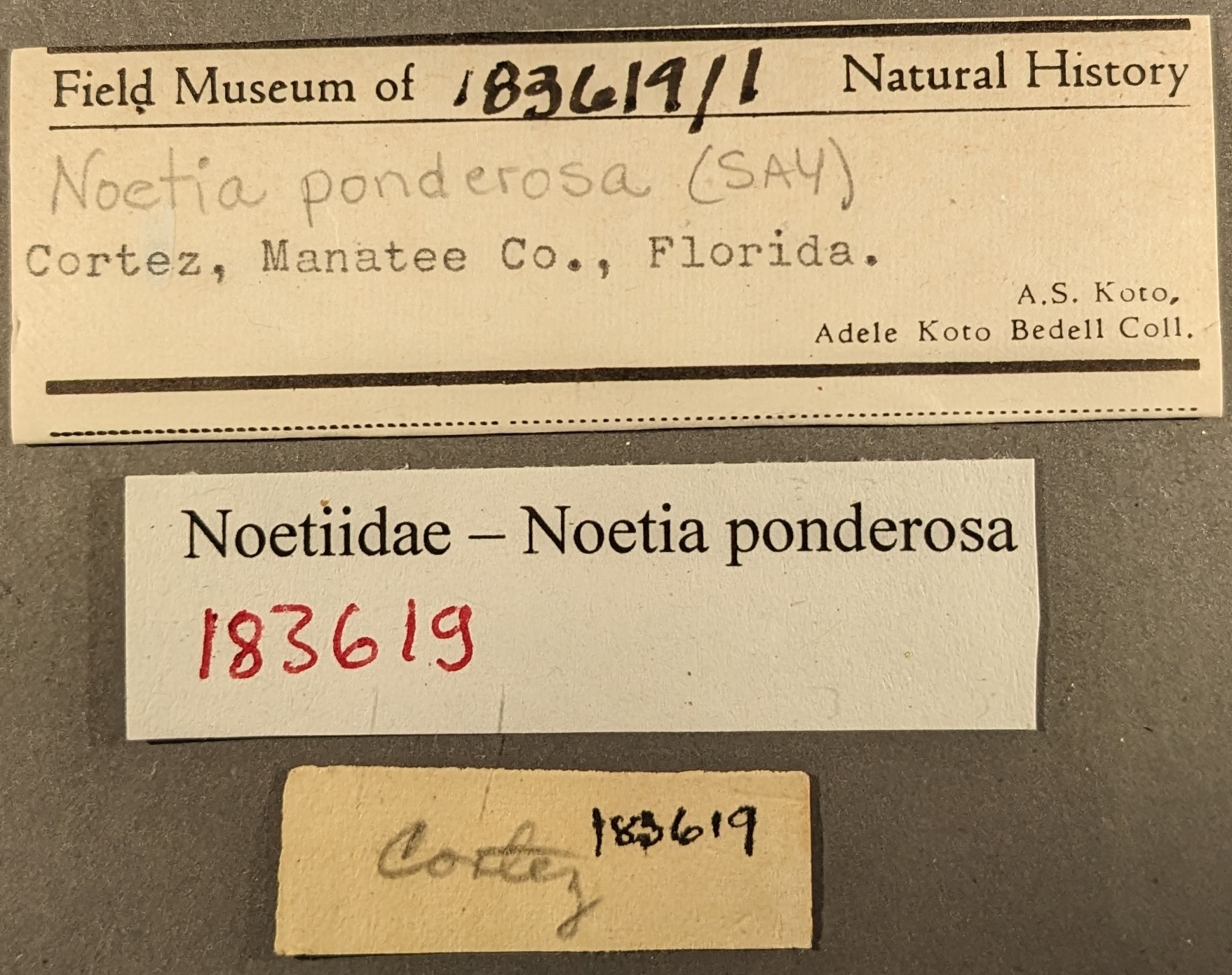 FMNH 183619 | Zoological Collections