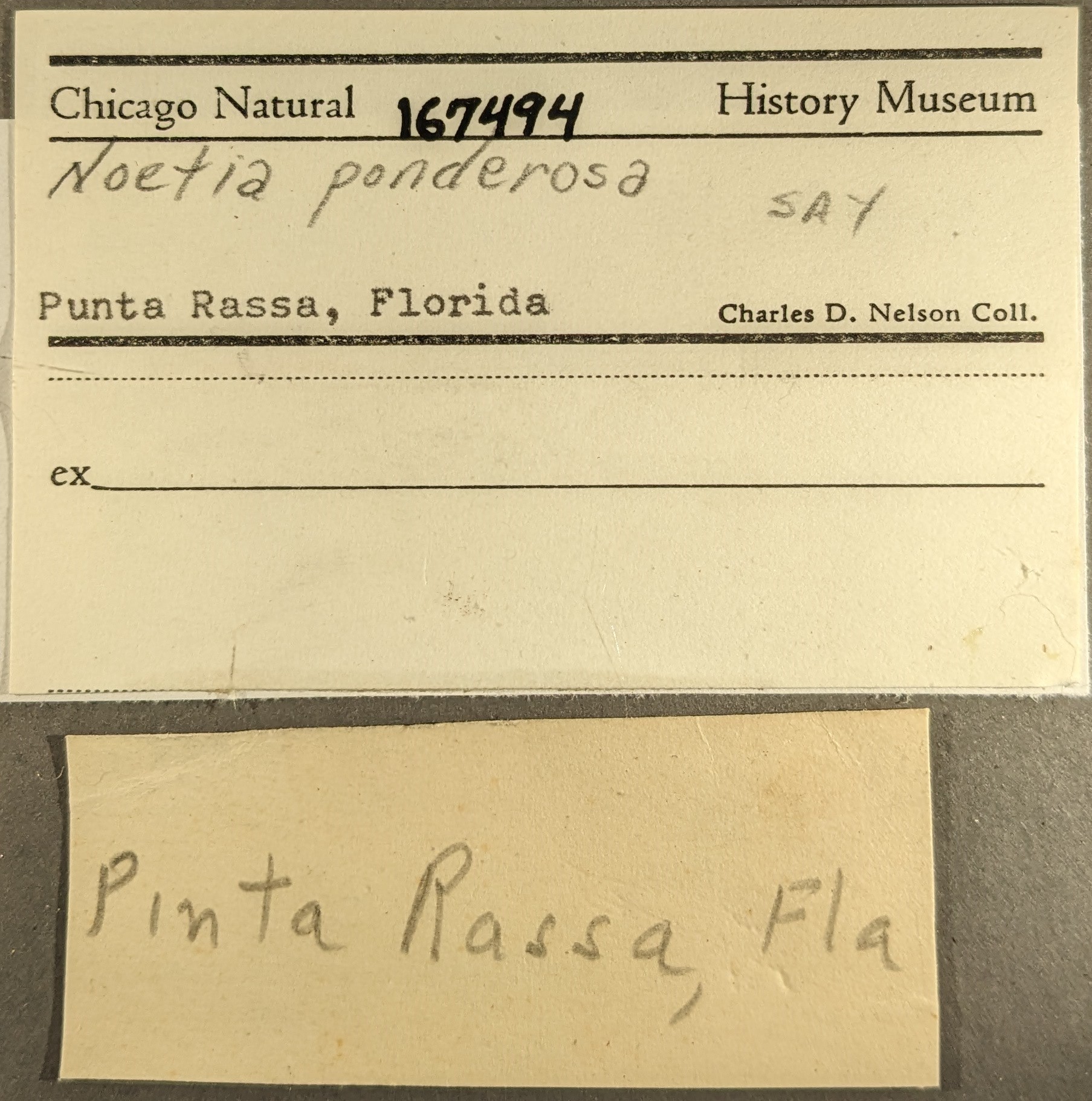 FMNH 167494 | Zoological Collections