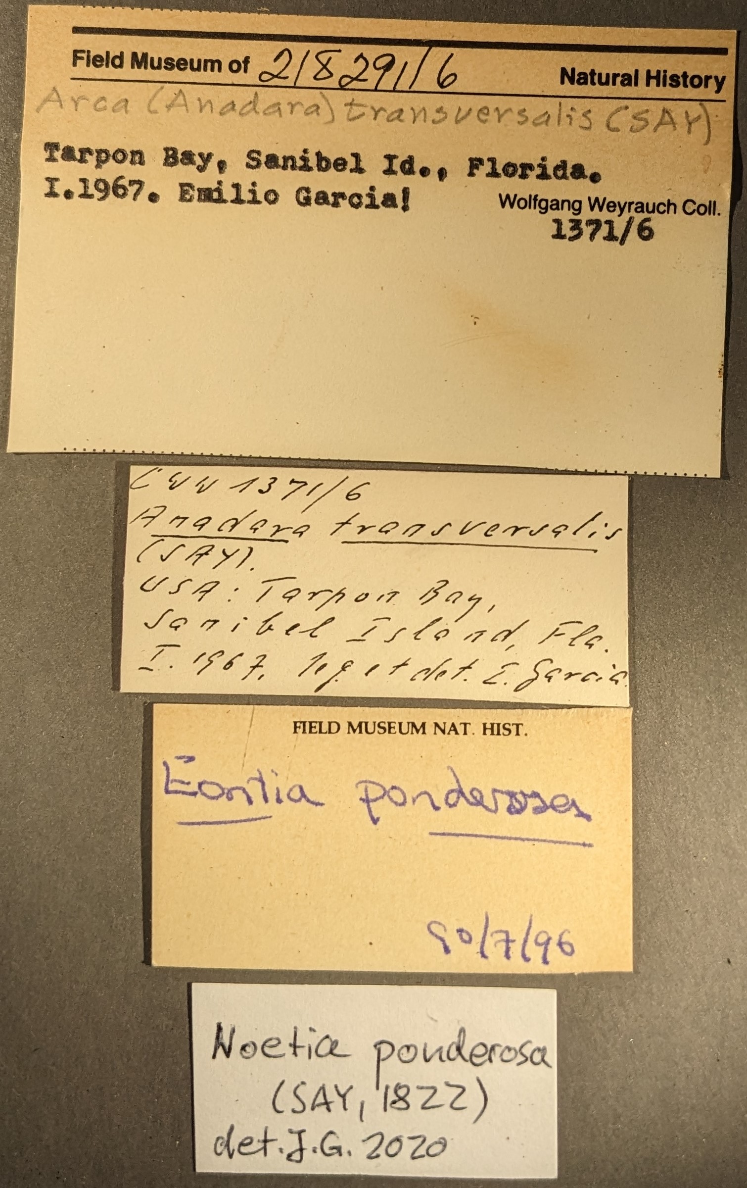 FMNH 218291 | Zoological Collections