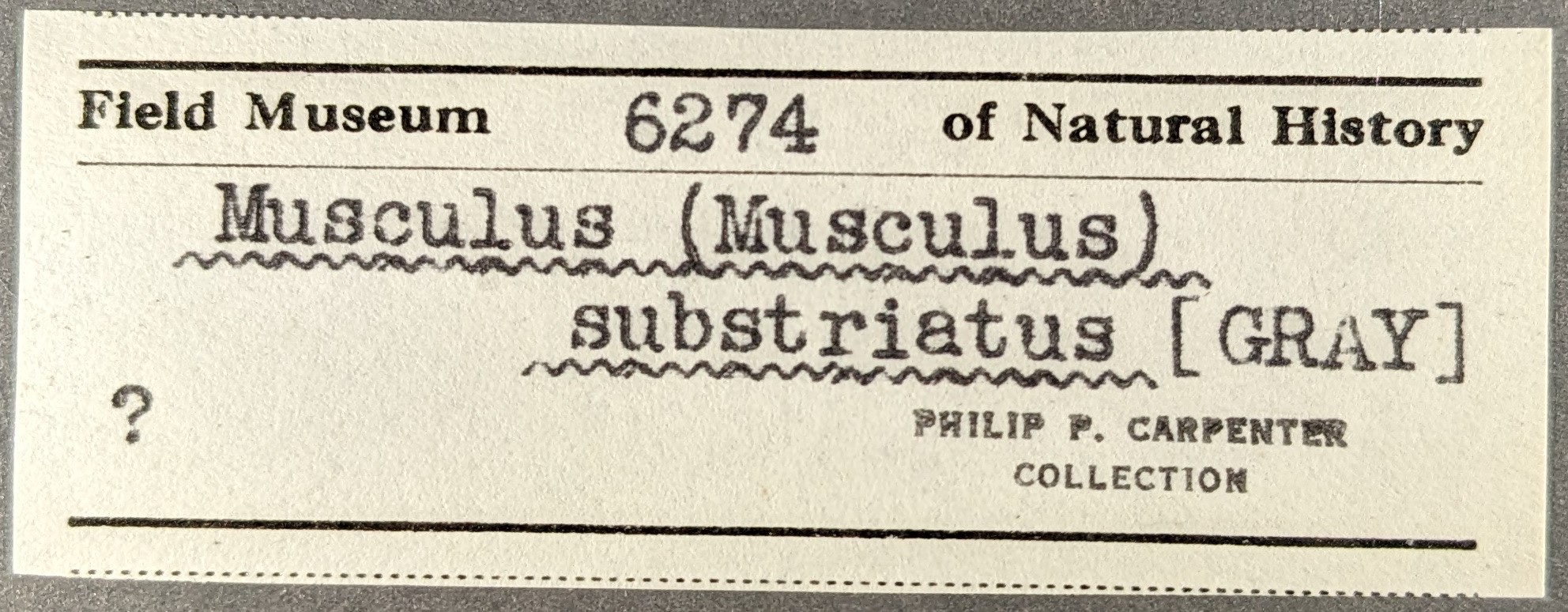 FMNH 6274 | Zoological Collections