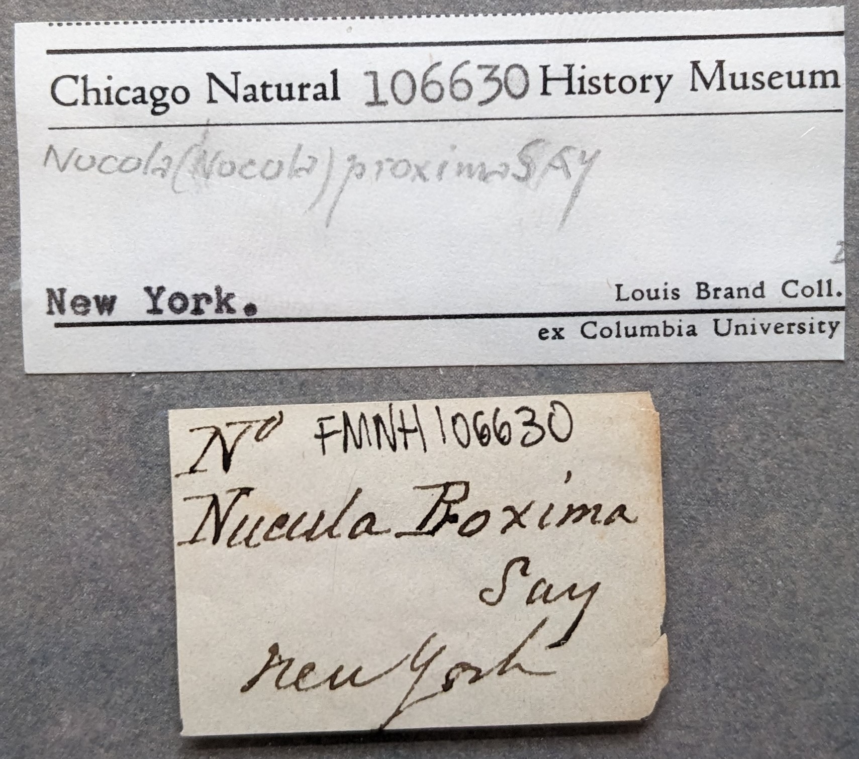 FMNH 106630 | Zoological Collections