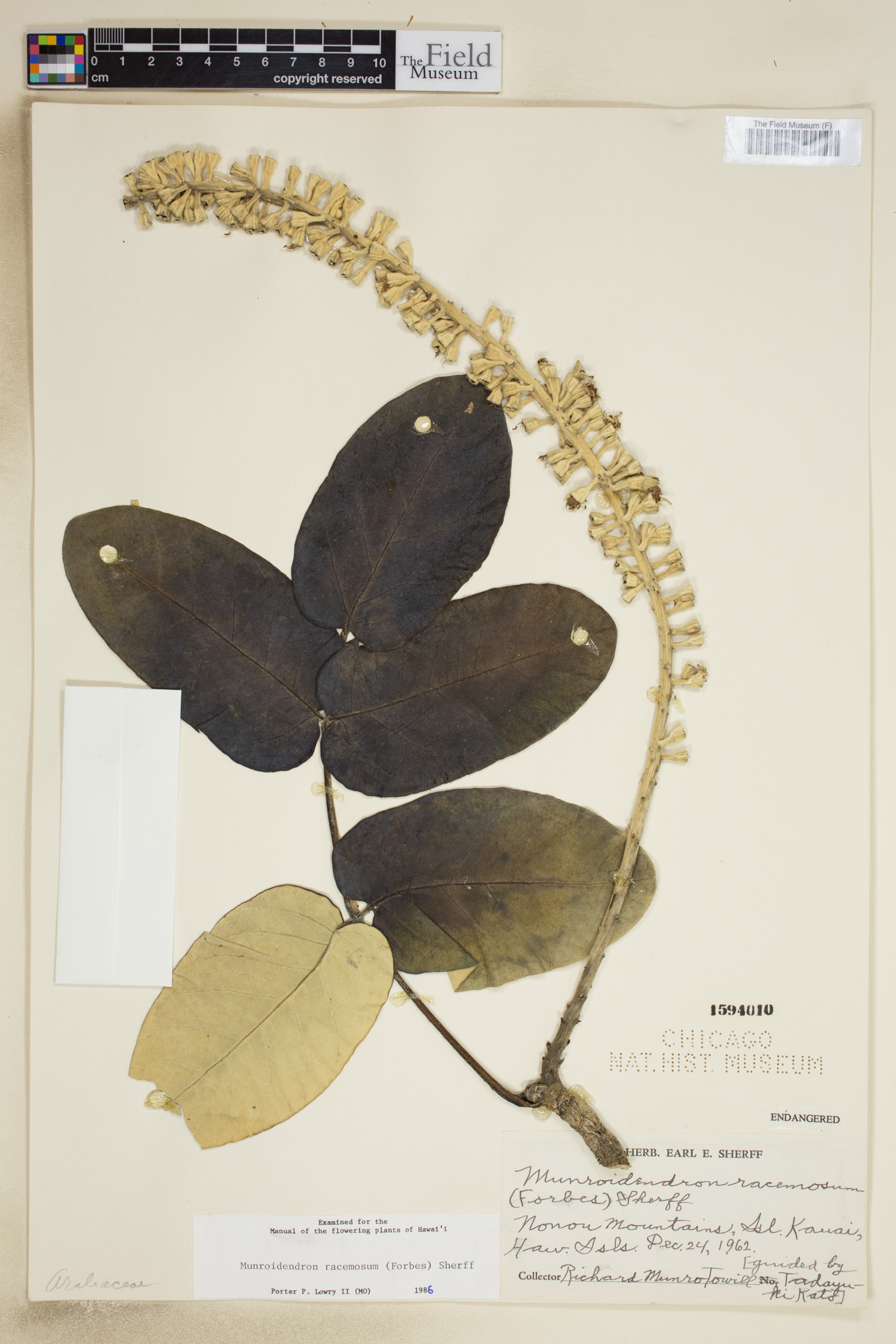 Polyscias racemosa (C.N.Forbes) Lowry & G.M.Plunkett