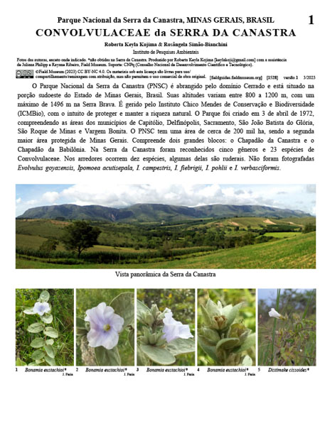 Conspicuous trees and palms in the urban area of Montes Claros - Field ...