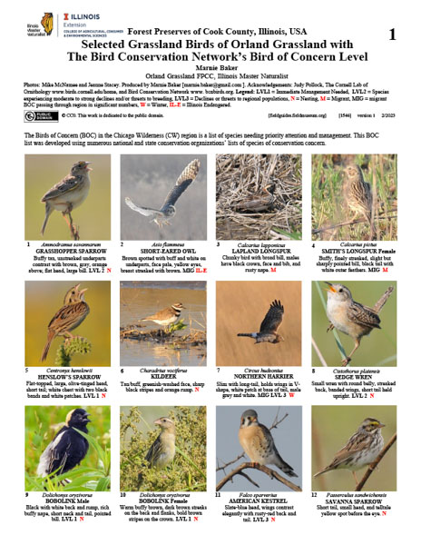 Selected Grassland Birds of Orland Grassland with The Bird Conservation Network's Bird of ...