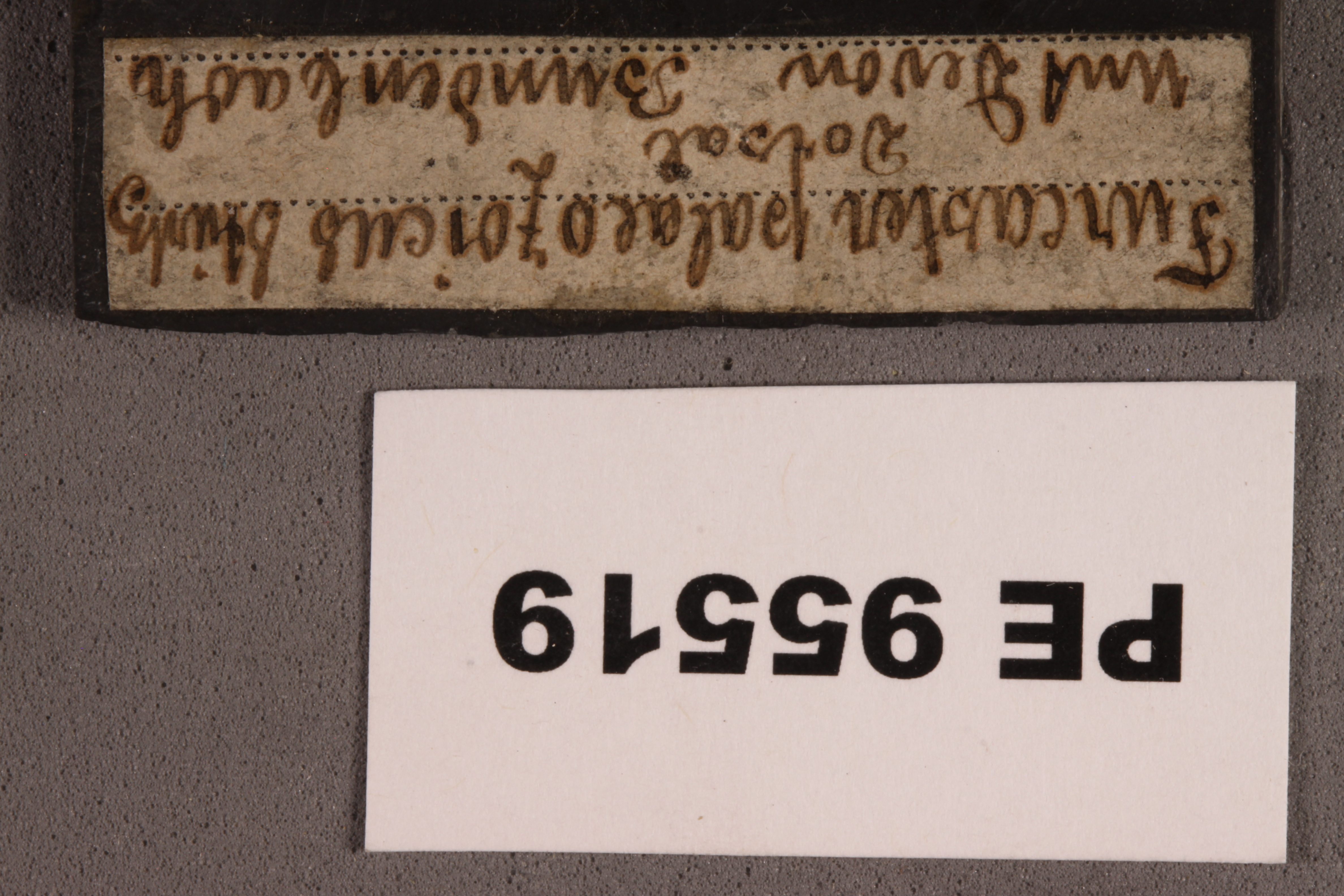Furcaster palaeozoicus | Geology Collections
