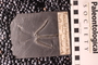 Furcaster palaeozoicus | Geology Collections