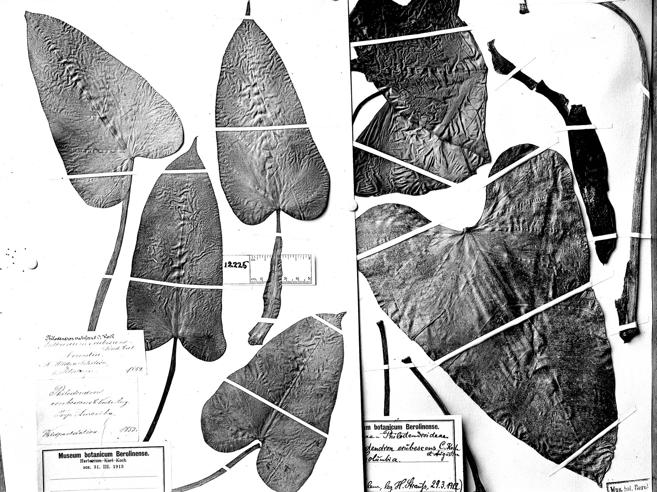 HVAA - Occurrence Profile