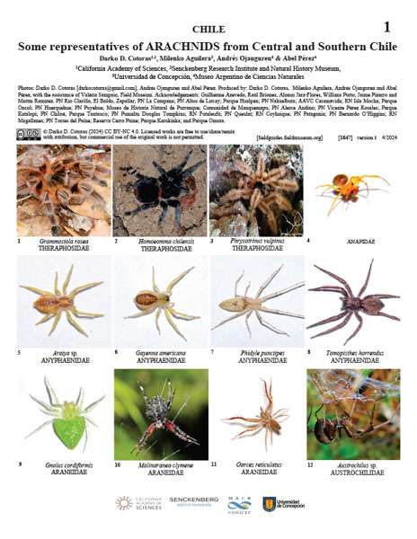 Some representatives of Arachnids from Central and Southern Chile ...