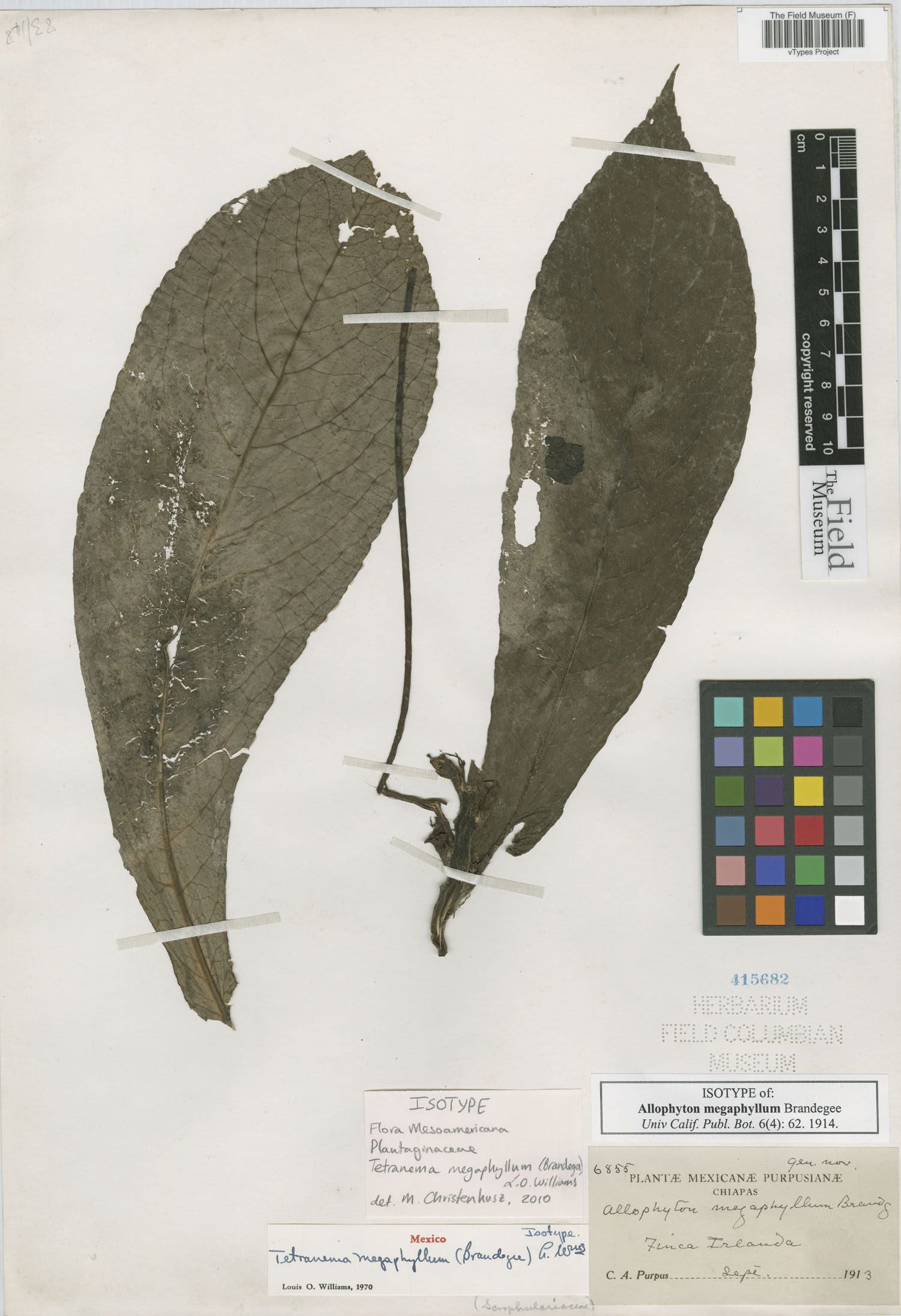 Tetranema megaphyllum | Rapid Reference | The Field Museum