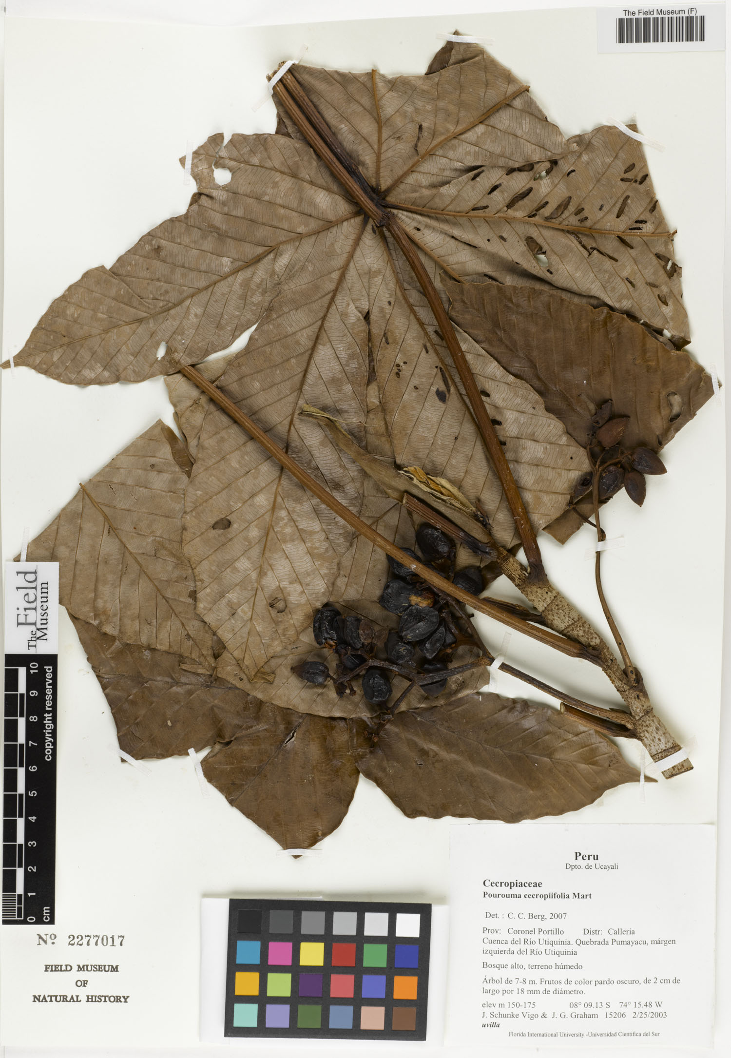 Pourouma cecropiifolia Mart.