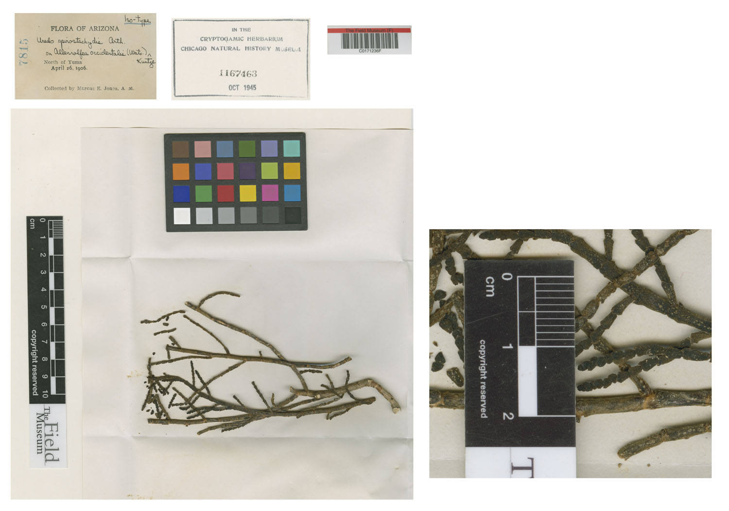 MyCoPortal Detailed Collection Record Information