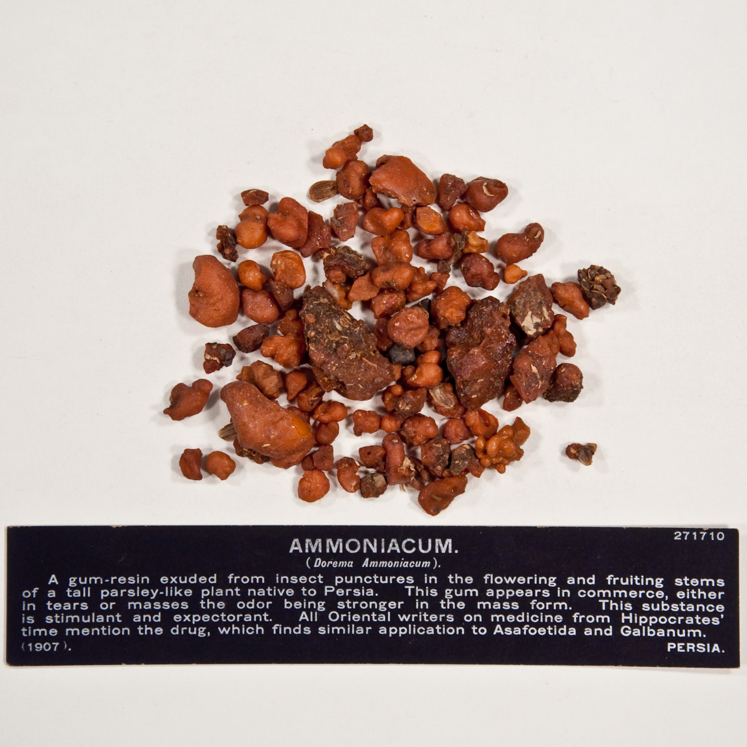 Media | Botanical Collections