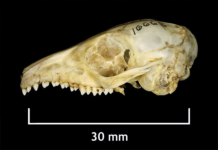 FMNH 16663 | Zoological Collections