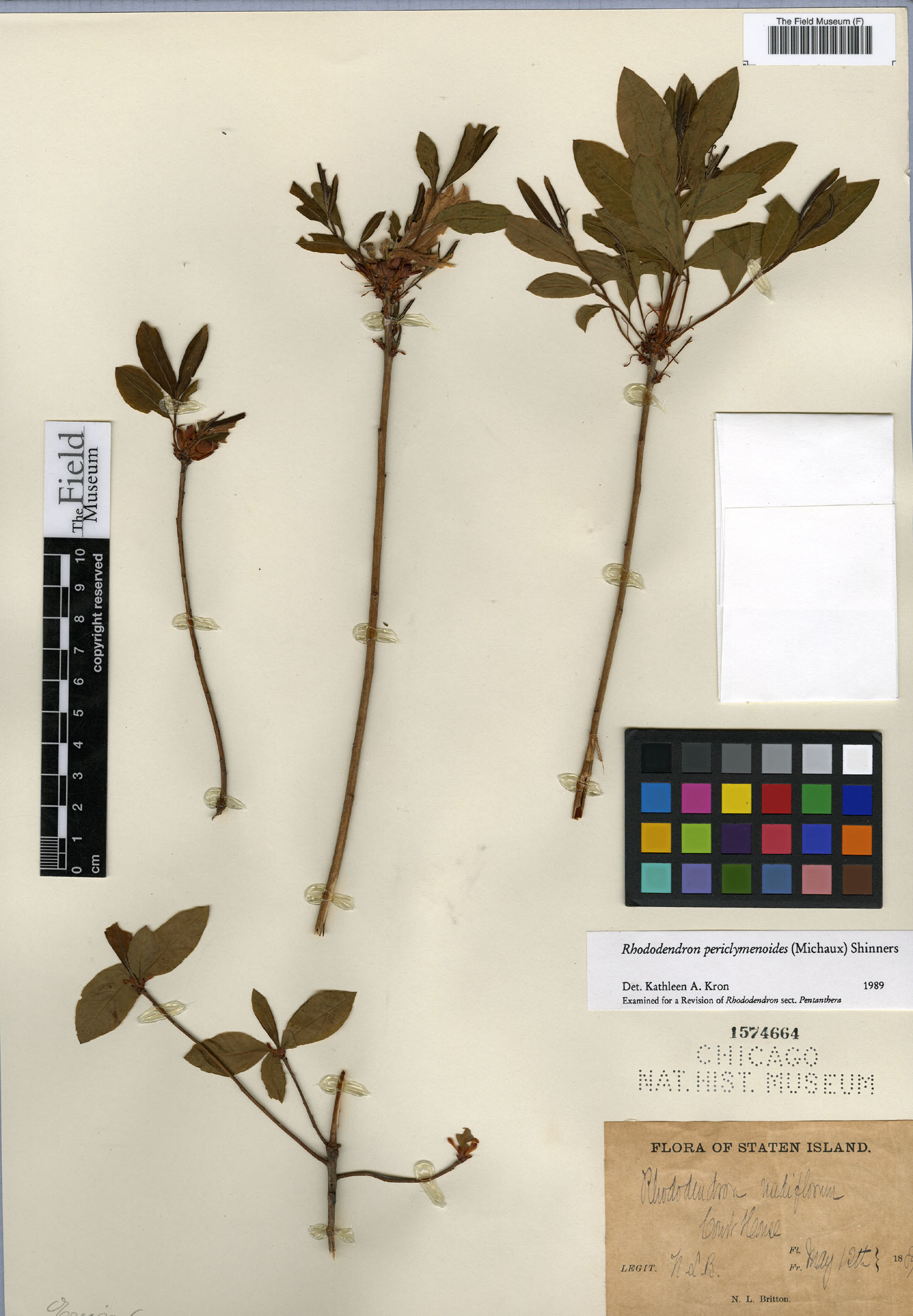 N. L. Britton | Botanical Collections