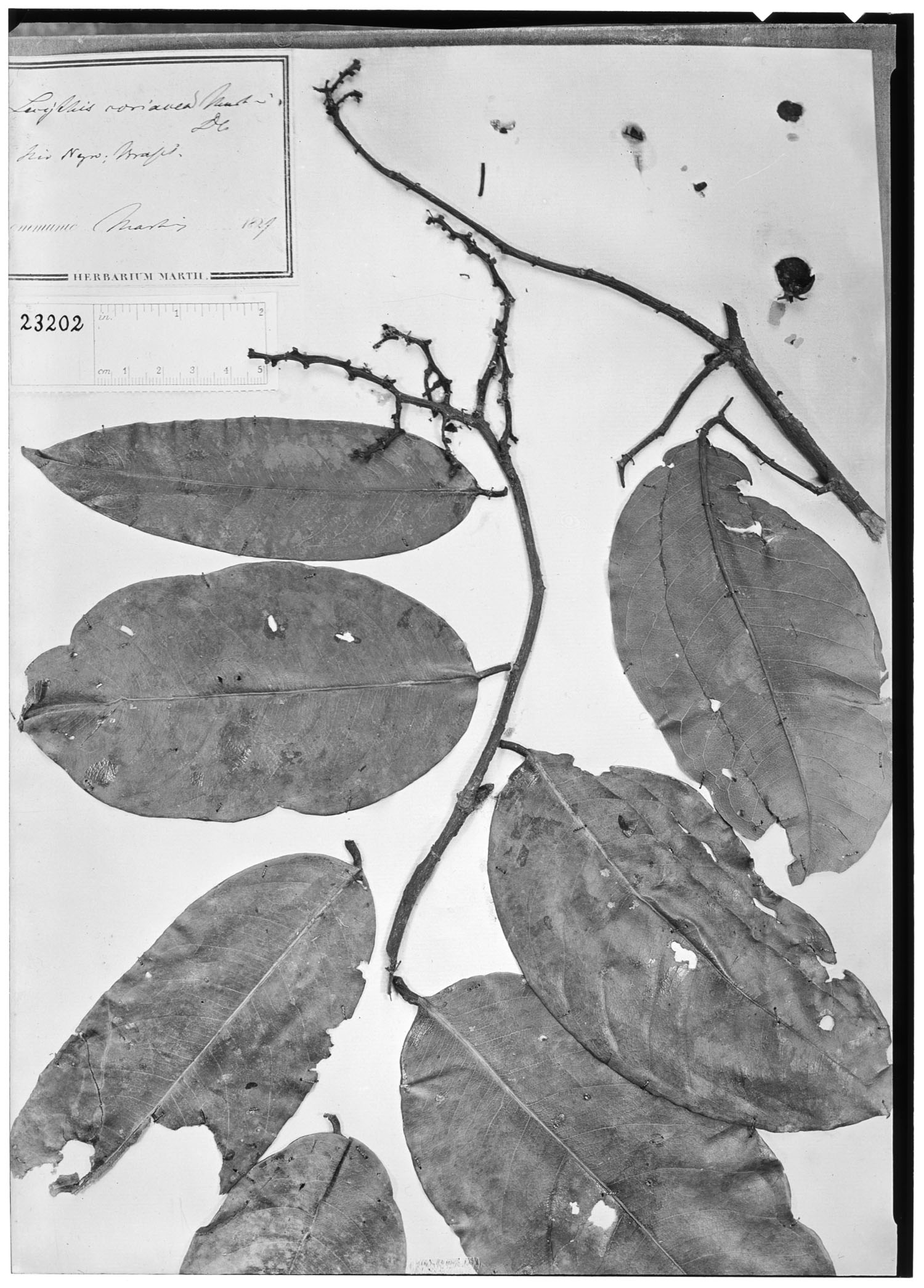 Lecythis coriacea DC.