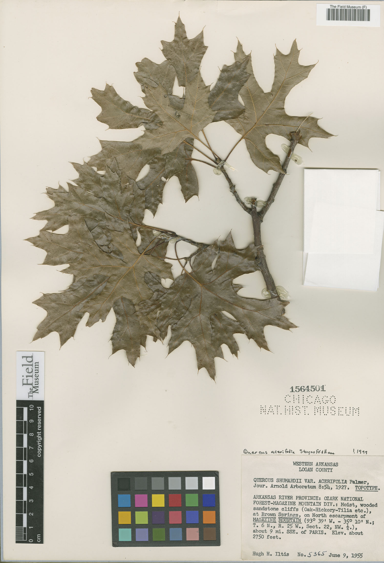 Quercus acerifolia (E.J.Palmer) Stoynoff & Hess
