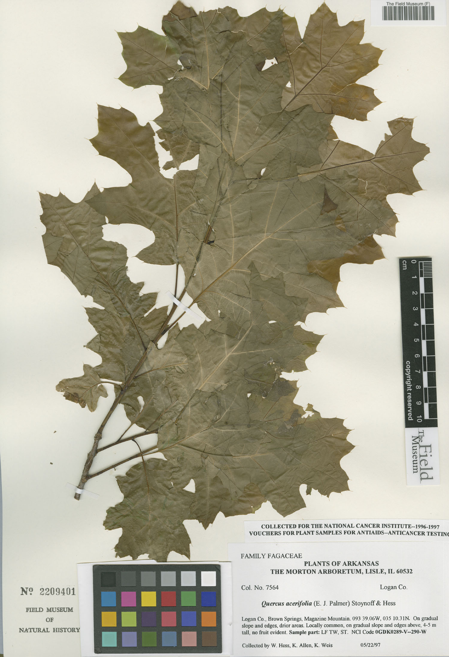 Quercus acerifolia (E.J.Palmer) Stoynoff & Hess