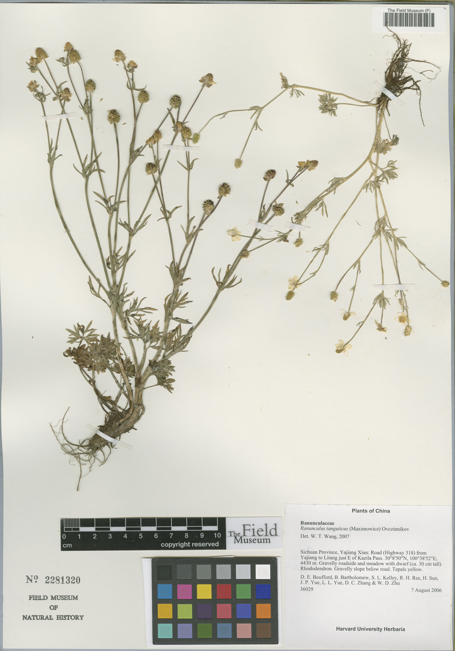 Ranunculus tanguticus (Maxim.) Ovcz.