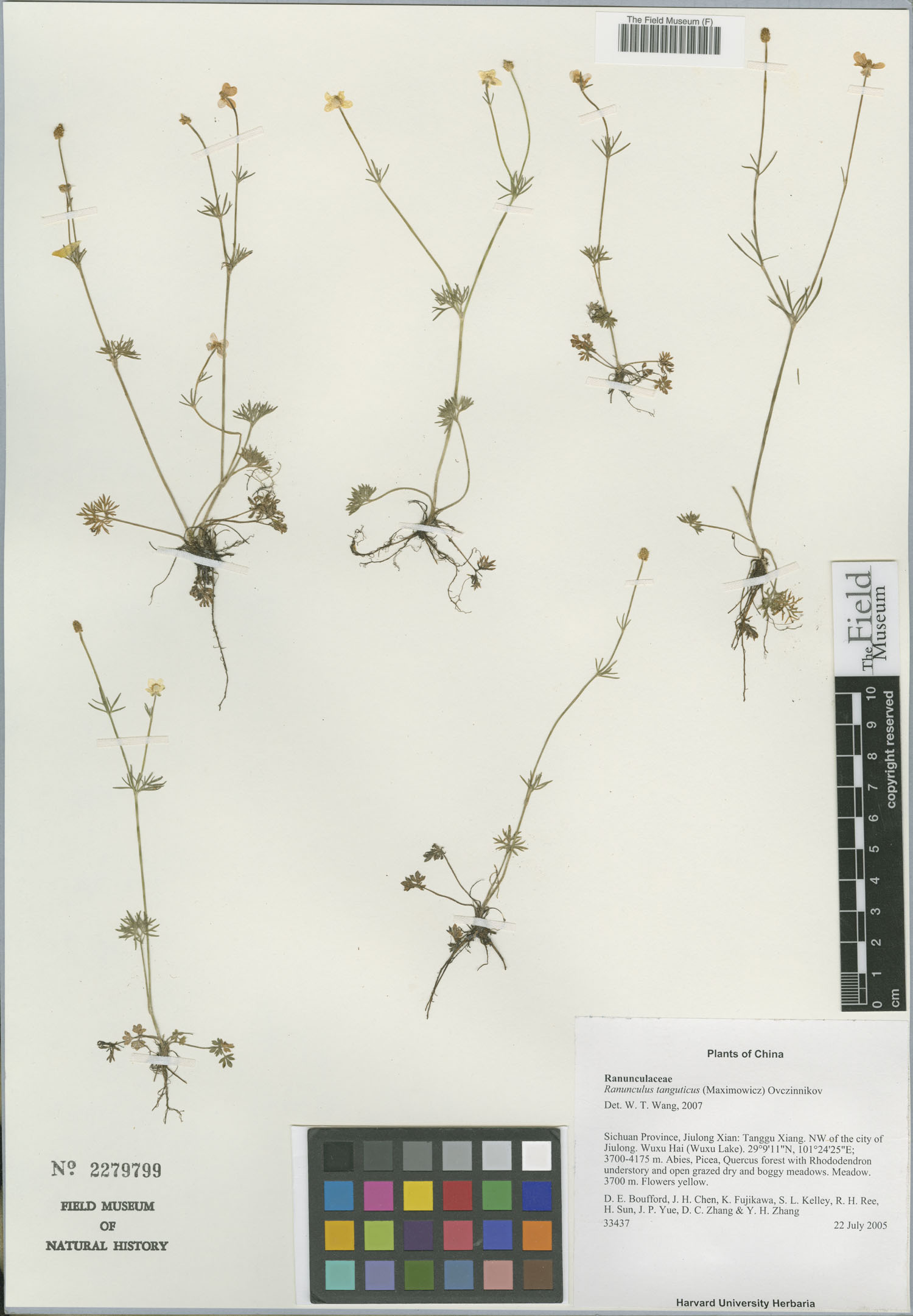Ranunculus tanguticus (Maxim.) Ovcz.