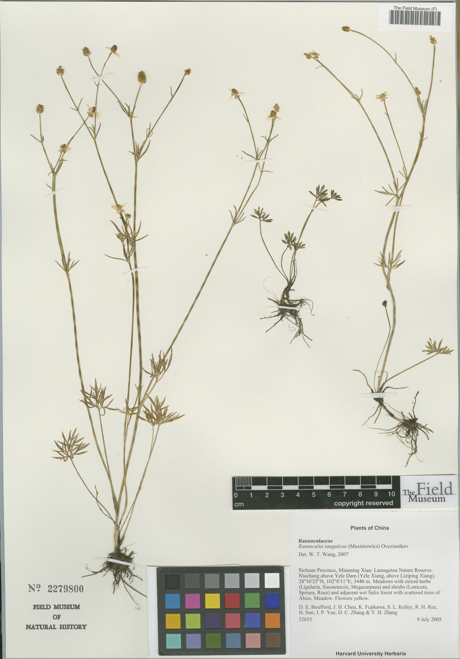 Ranunculus tanguticus (Maxim.) Ovcz.
