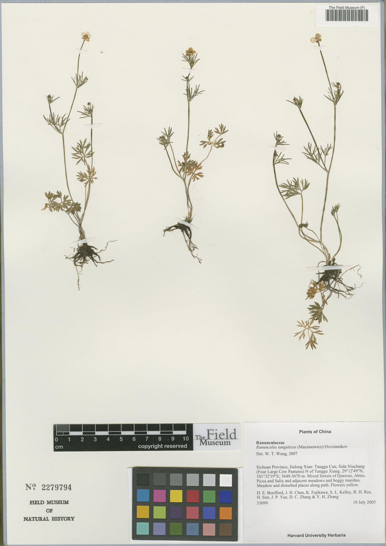 Ranunculus tanguticus (Maxim.) Ovcz.