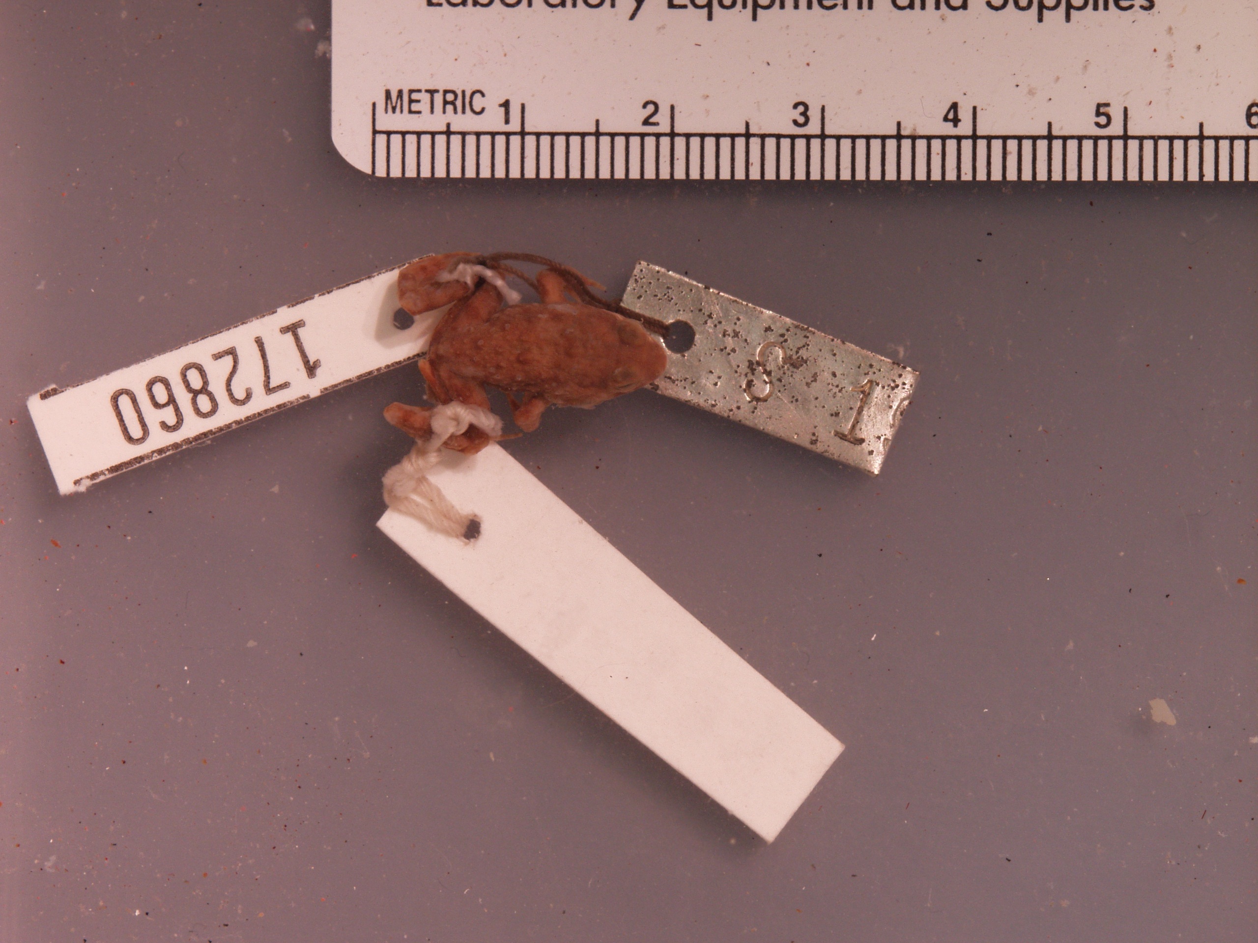 FMNH 172860 | Zoological Collections