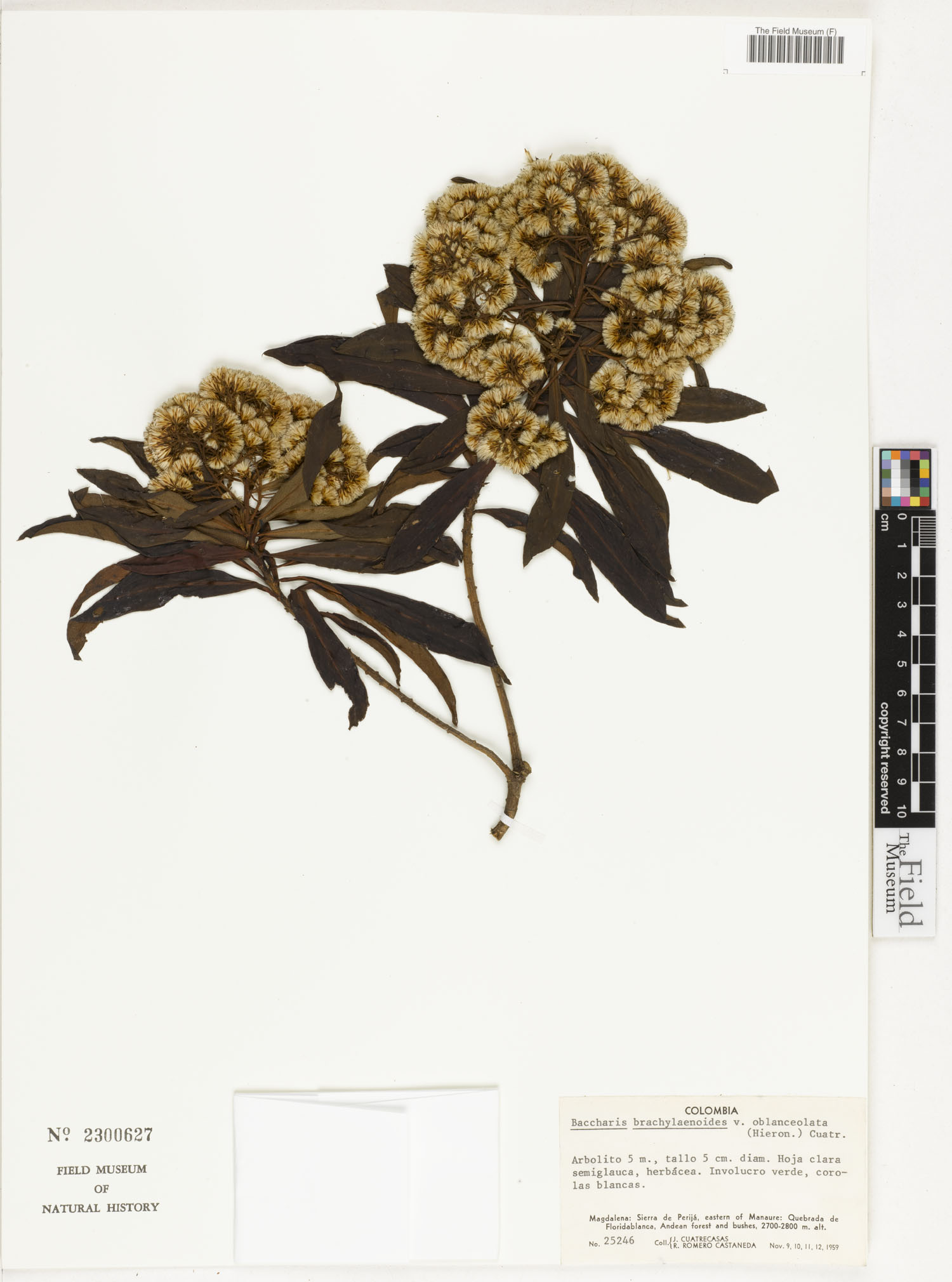 Hoja De Coro Revisión Del Género Nastanthus (Calyceraceae)