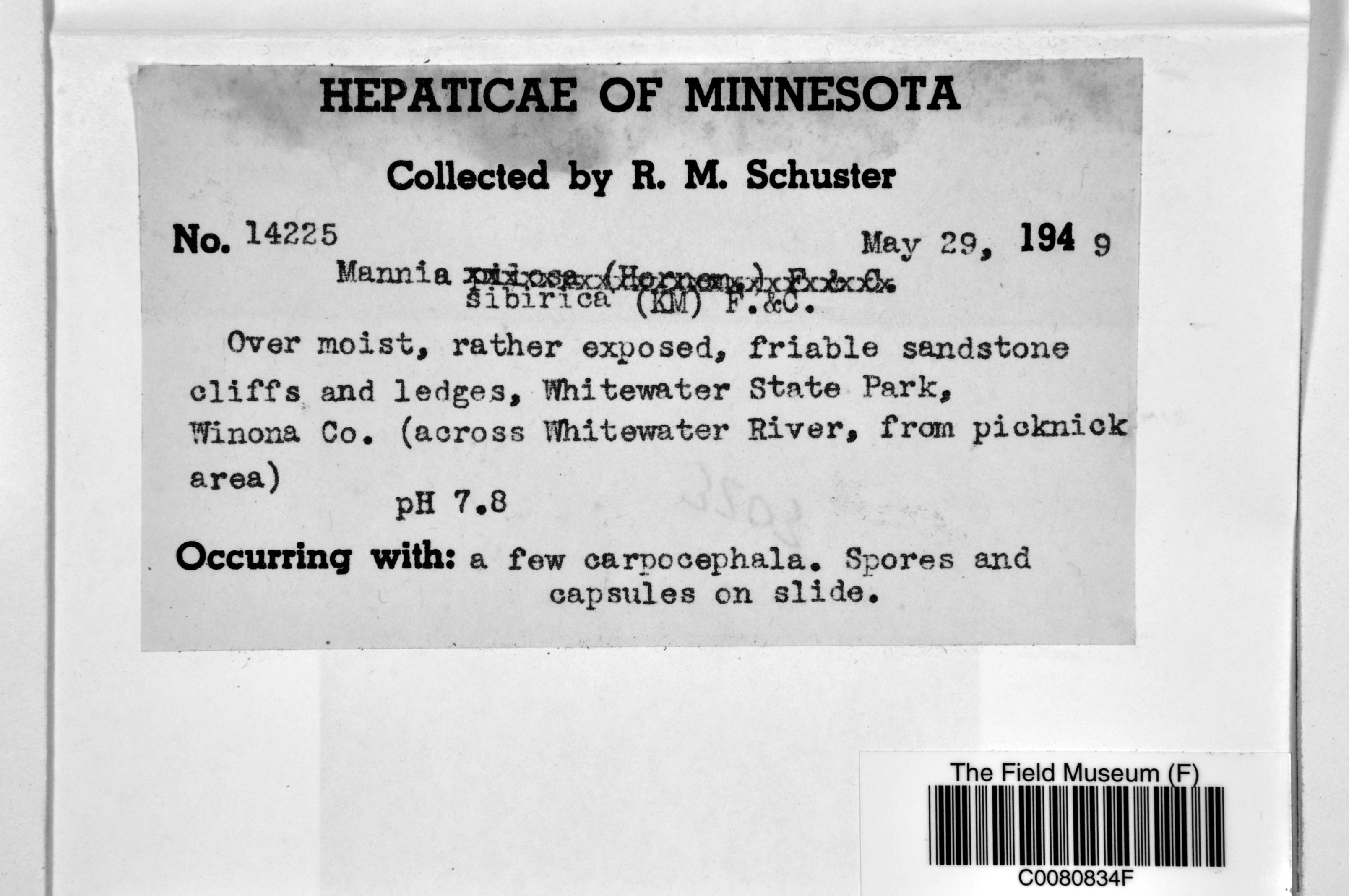 Mannia sibirica (Müll.Frib.) Frye & L.Clark